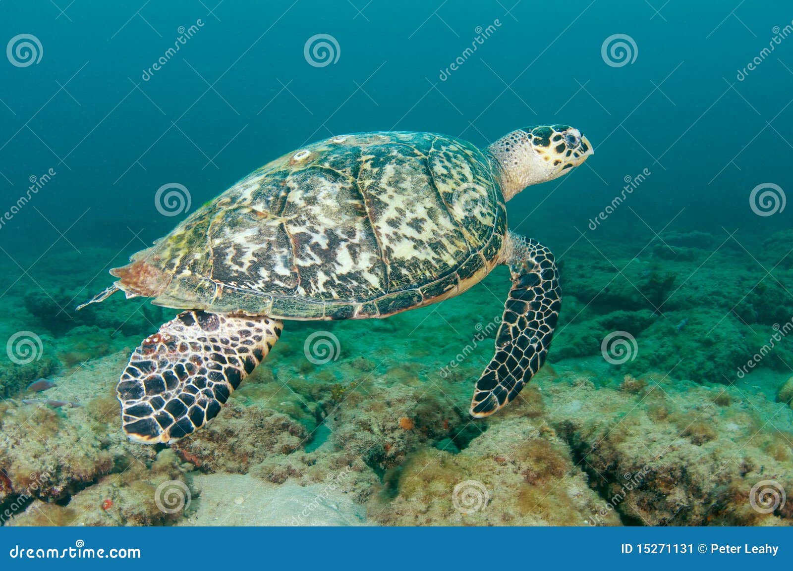 Hawksbill Sea Turtle stock image. Image of florida, loggerhead - 15271131