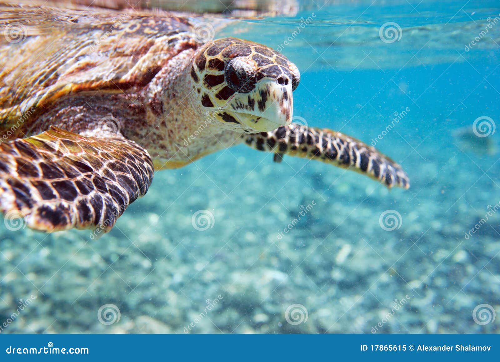 Hawksbill sea turtle stock image. Image of horizontal - 17865615