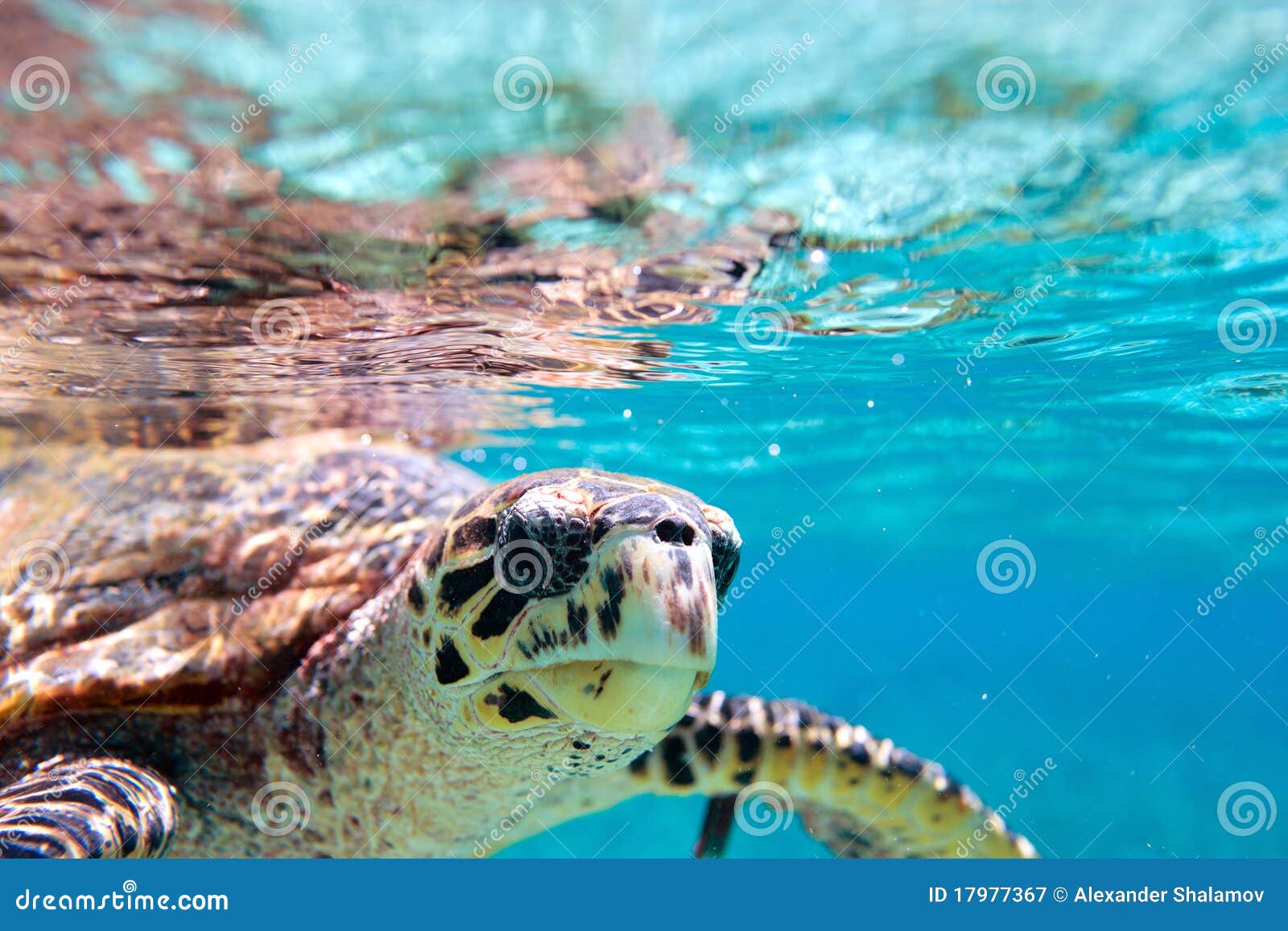 Hawksbill sea turtle stock image. Image of water, swimming - 17977367