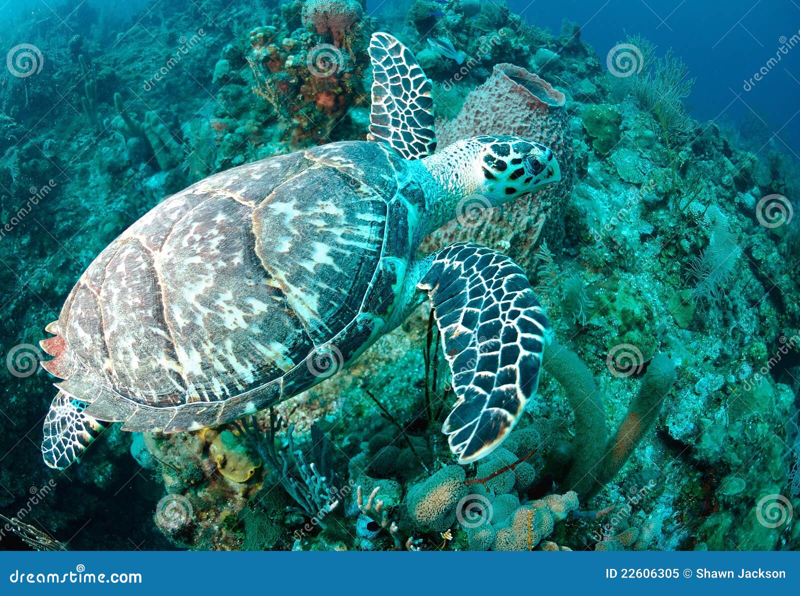 Hawksbill sea turtle stock image. Image of habitat, swims - 22606305