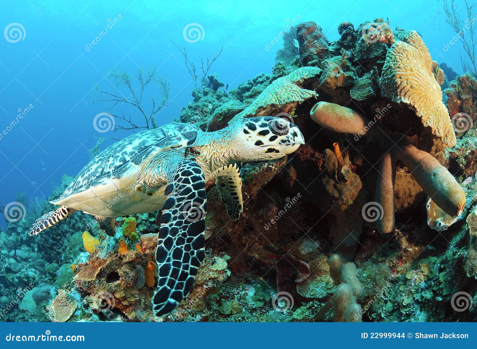 Hawksbill Sea Turtle Stock Photo | CartoonDealer.com #22999944