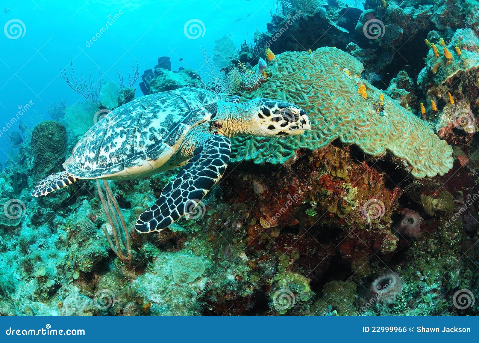 Hawksbill sea turtle stock photo. Image of marine, coral - 22999966