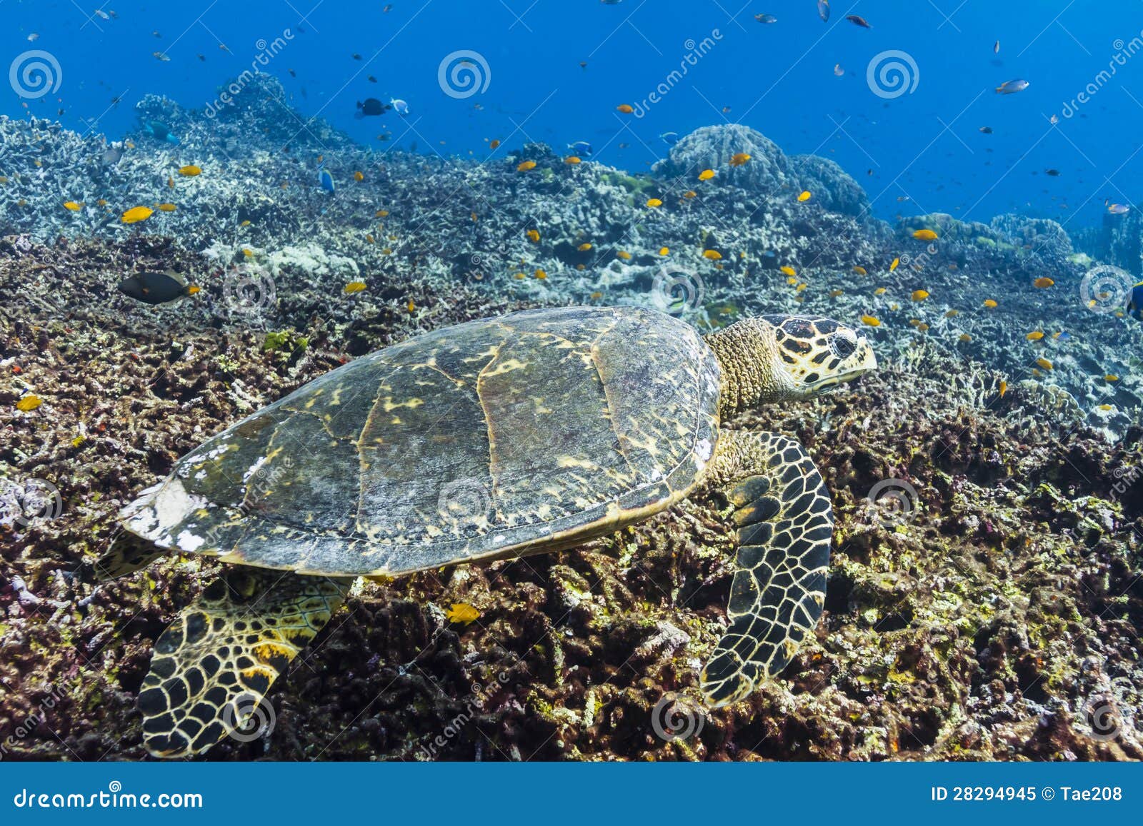 Hawksbill sea turtle stock image. Image of diving, colony - 28294945