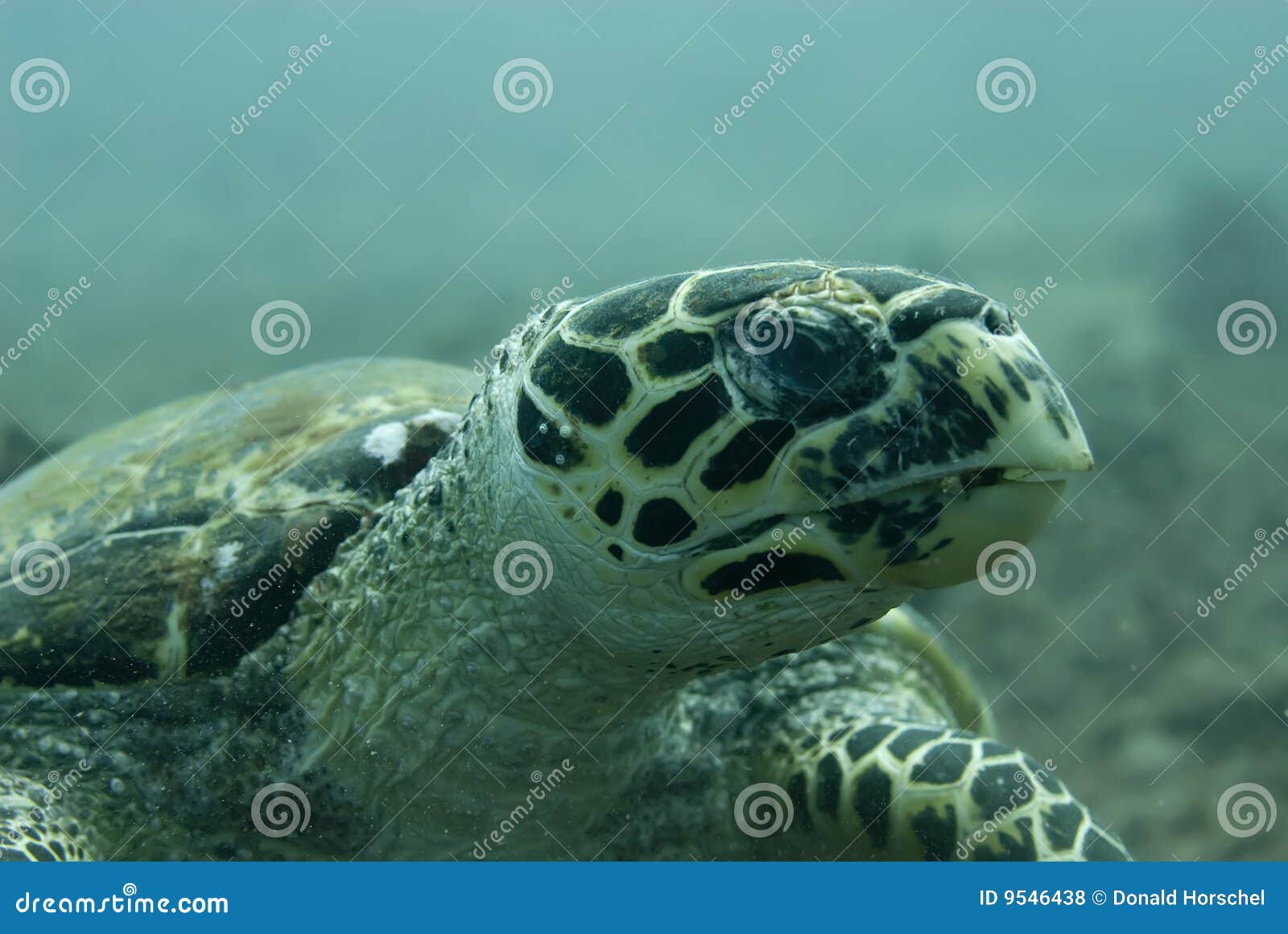 Hawksbill Sea Turtle stock photo. Image of reptiles, animal - 9546438