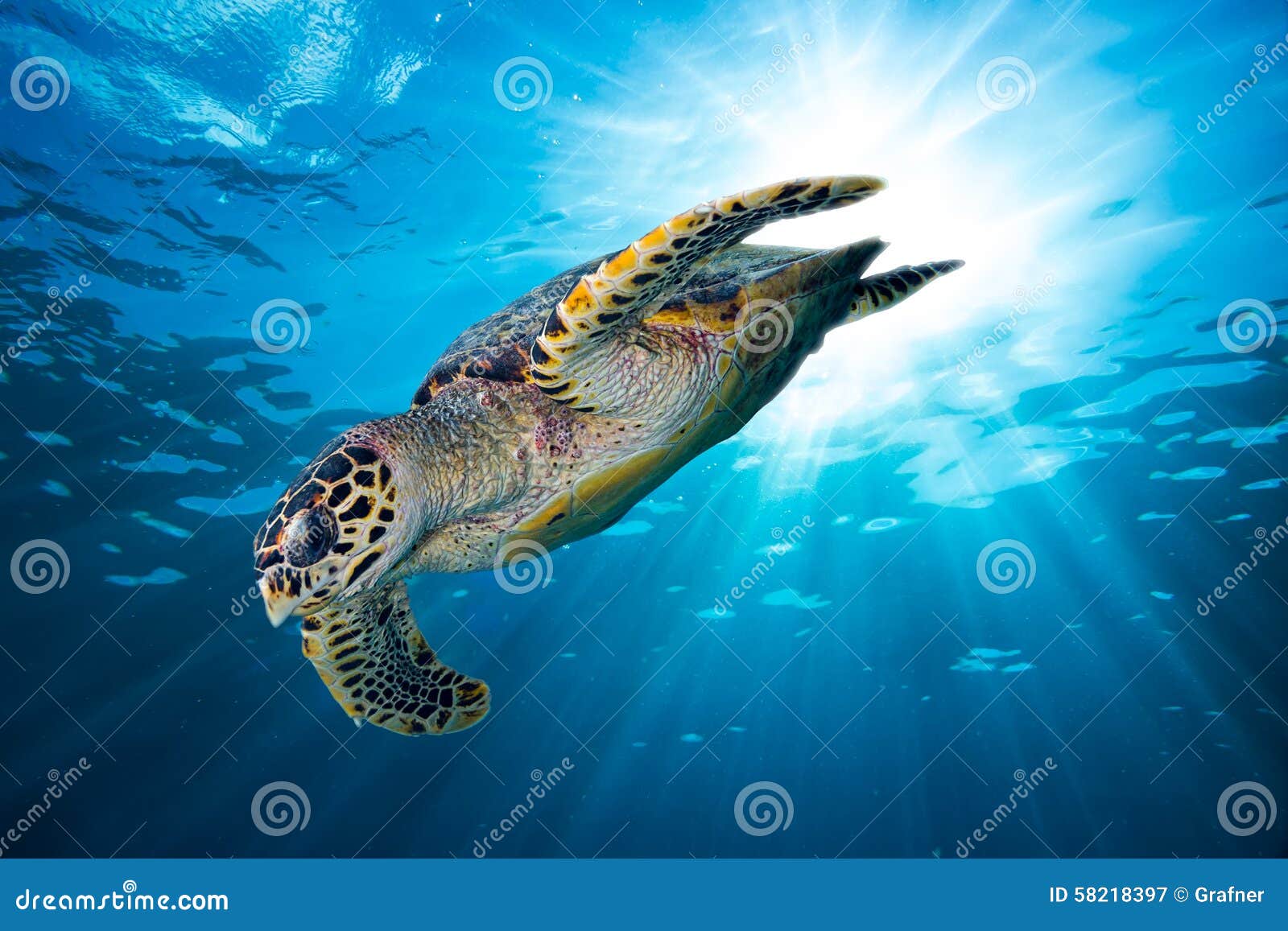 The Hawksbill Sea Turtle In Tunku Abdul Rahman Park, Kota Kinabalu ...