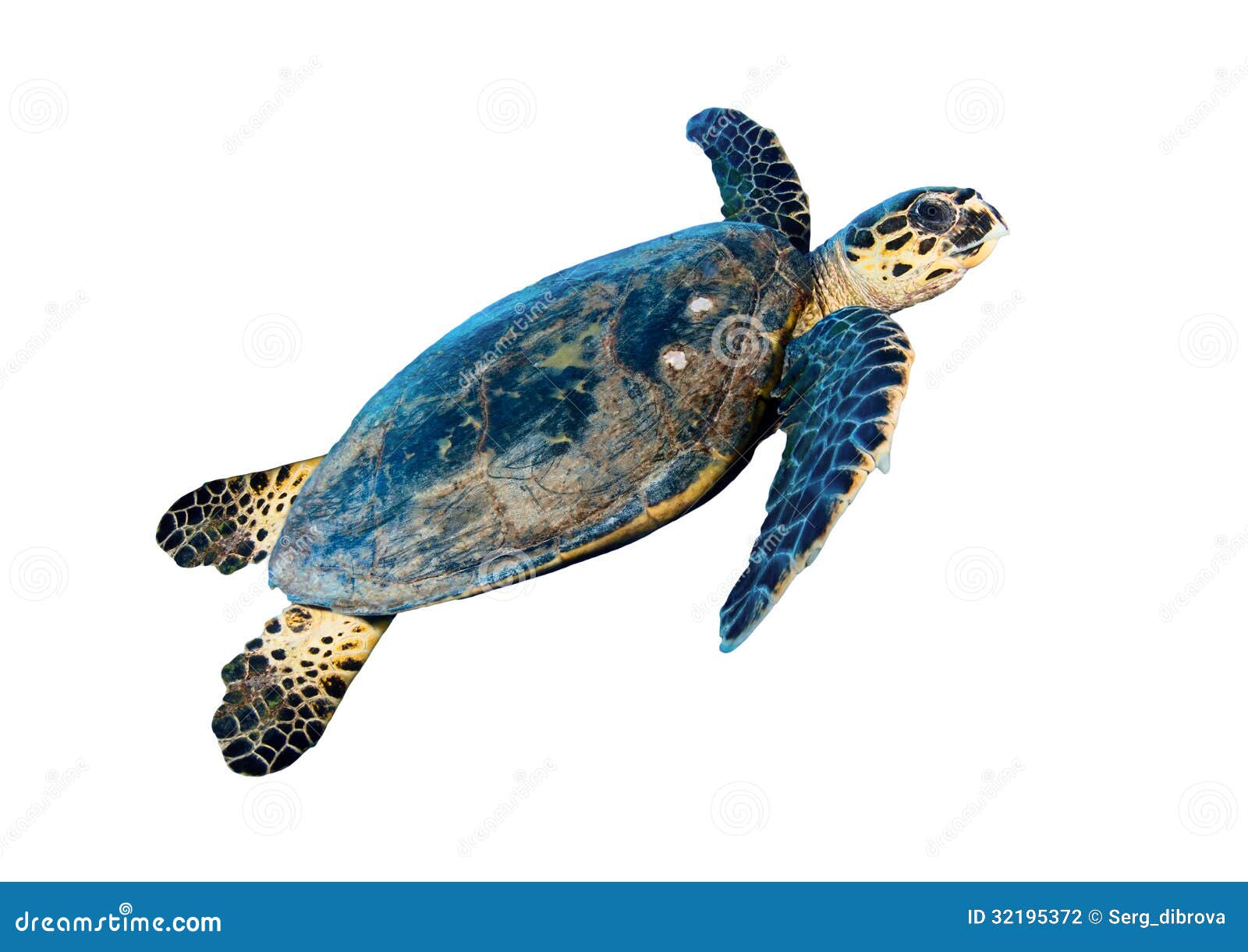 Hawksbill sea turtle stock photo. Image of imbricata - 32195372 Hawksbill sea turtle stock photo. Image of imbricata - 32195372