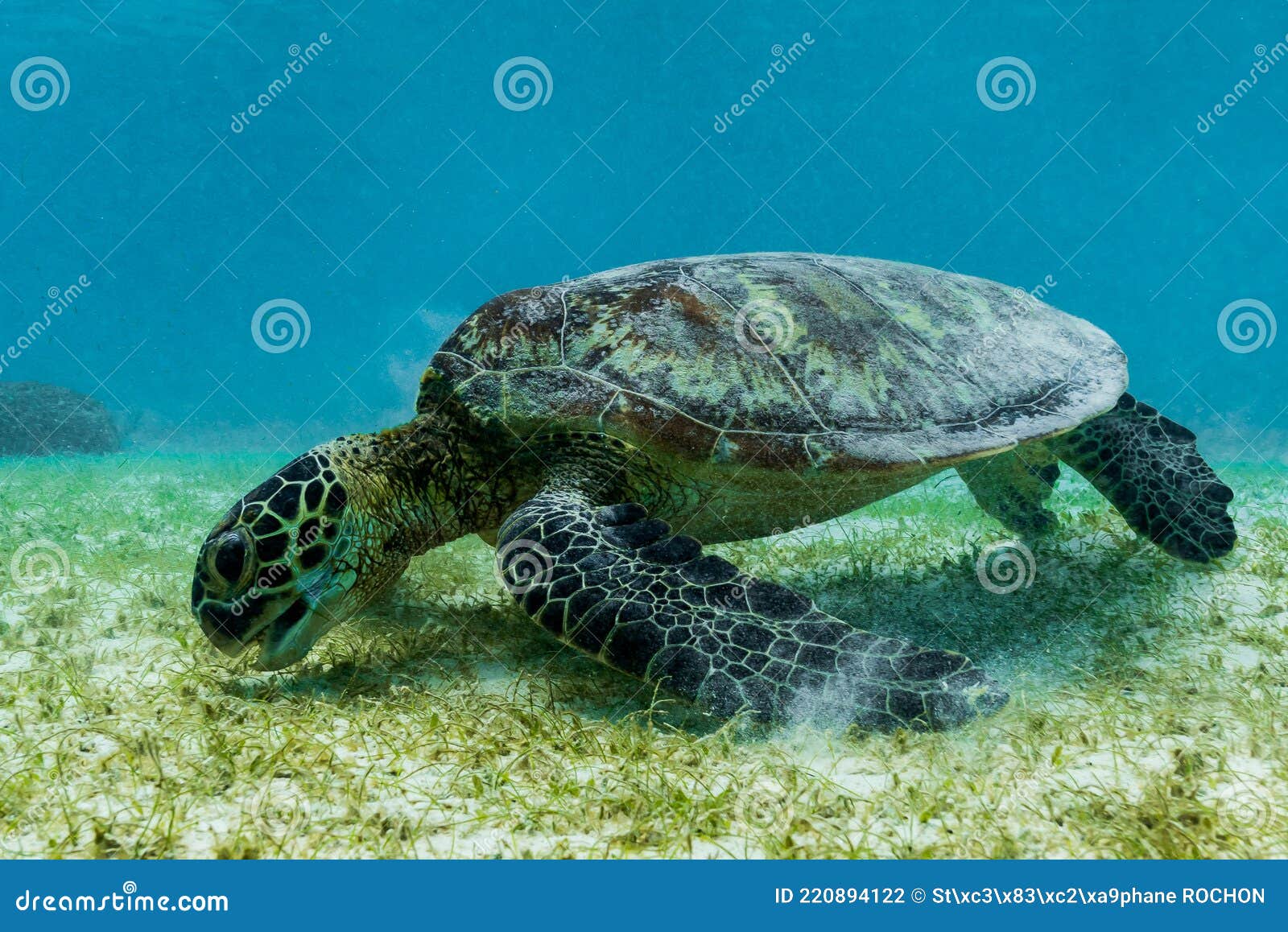 Hawksbill Sea Turtle Feeding on Sea Weed Grass in Shallow Water Stock ...