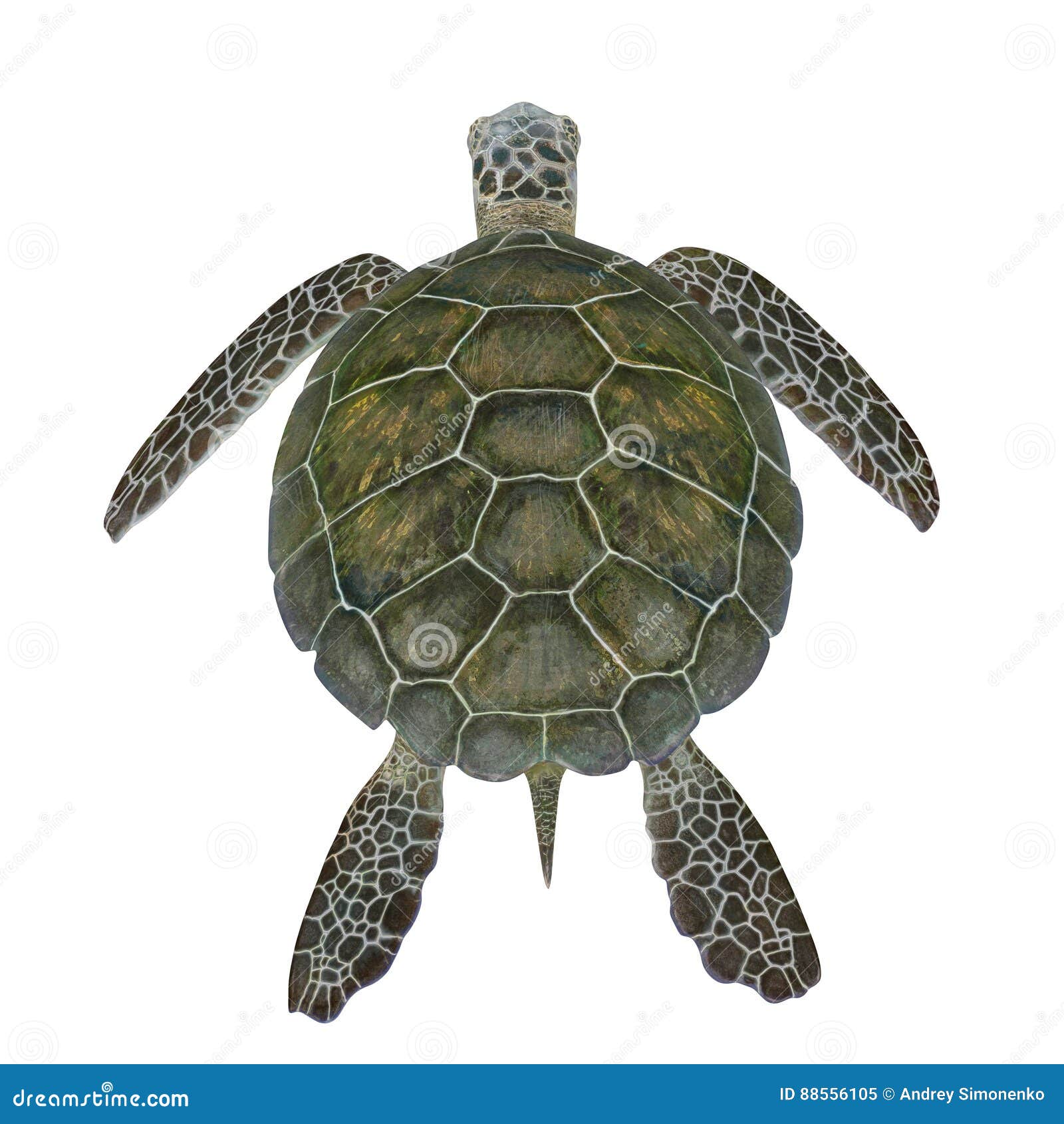 Hawksbill Sea Turtle Cartoon Vector | CartoonDealer.com #71114431