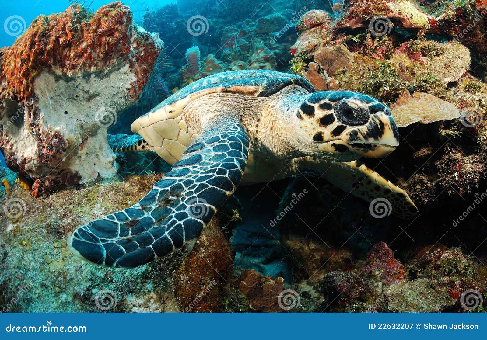 Hawksbill Sea Turtle and Reef Stock Image - Image of submerged, nature ...