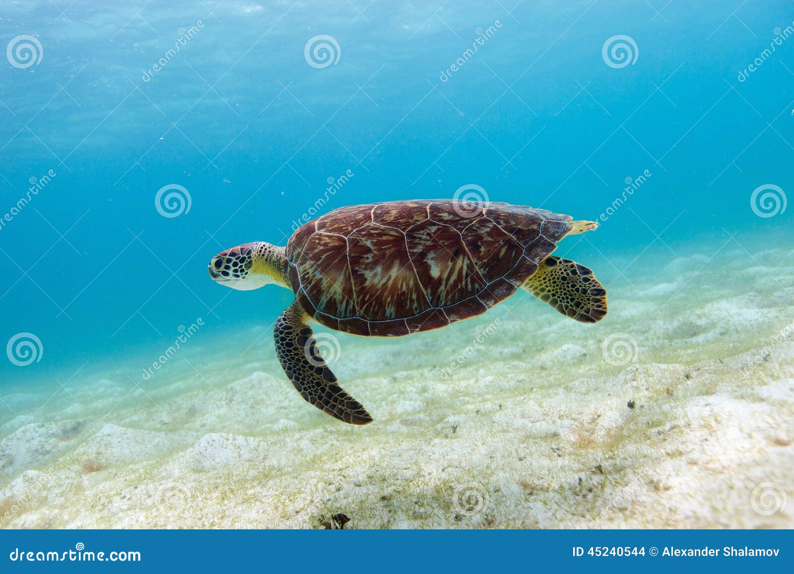 Hawksbill sea turtle stock photo. Image of nature, tropical - 45240544