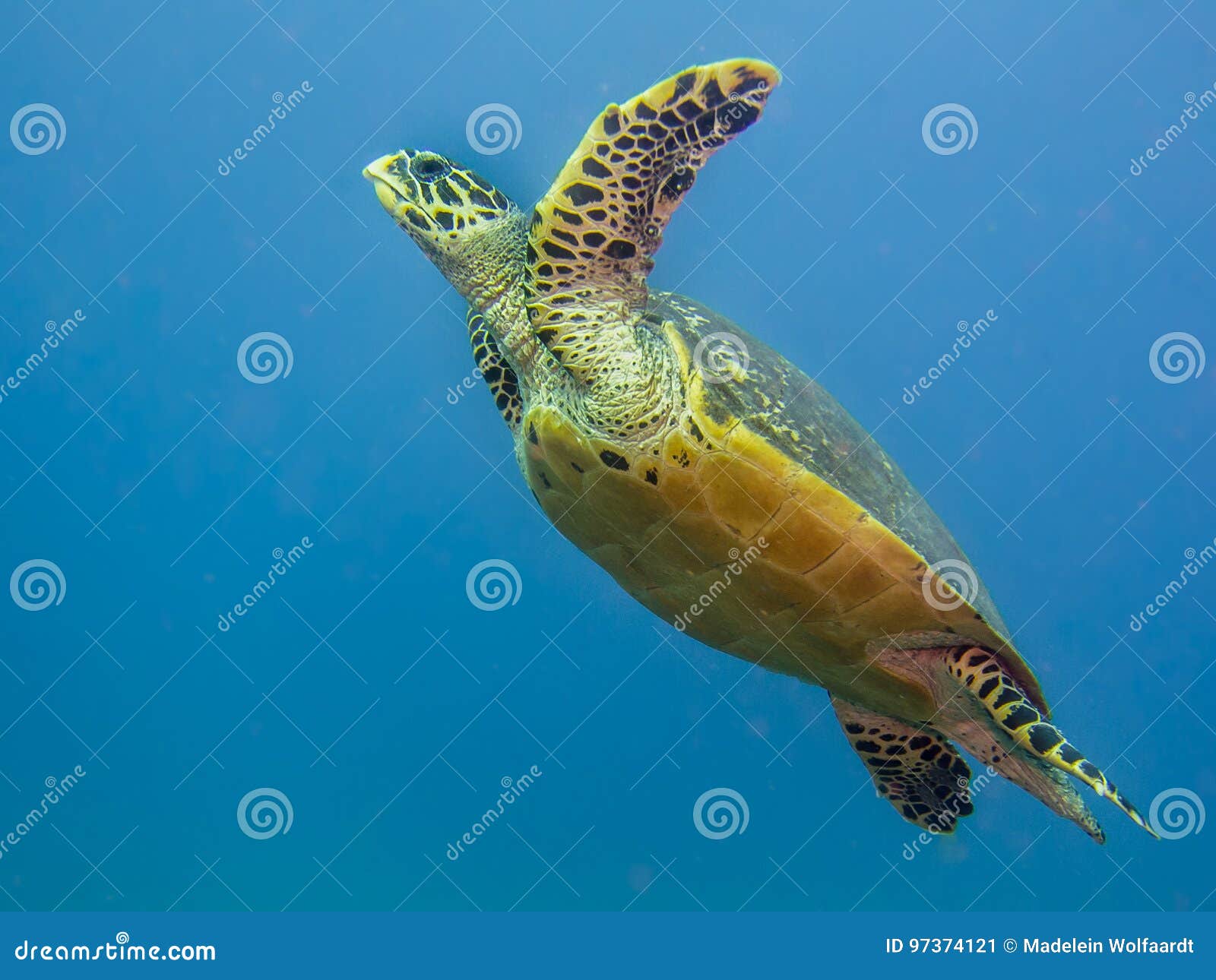 Hawksbill Sea Turtle Swimming Underwater. Stock Image - Image of ...