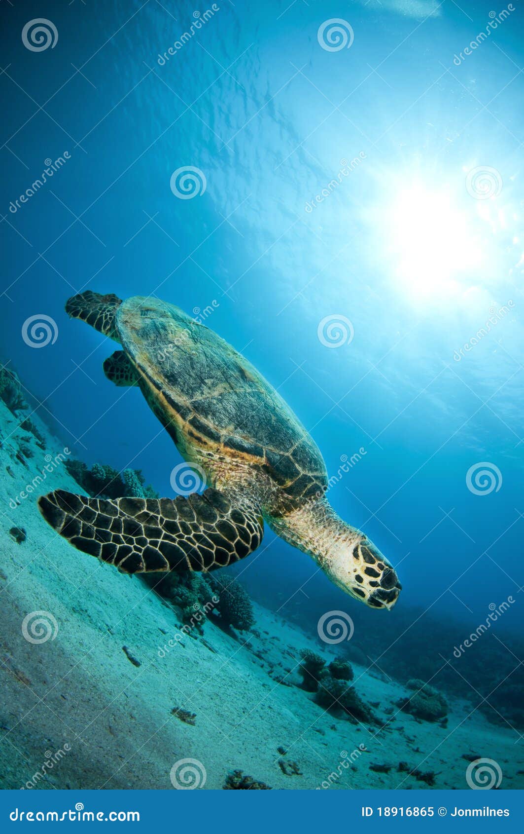 Hawksbill Sea Turtle Swims in Clear Blue Ocean Stock Image - Image of ...