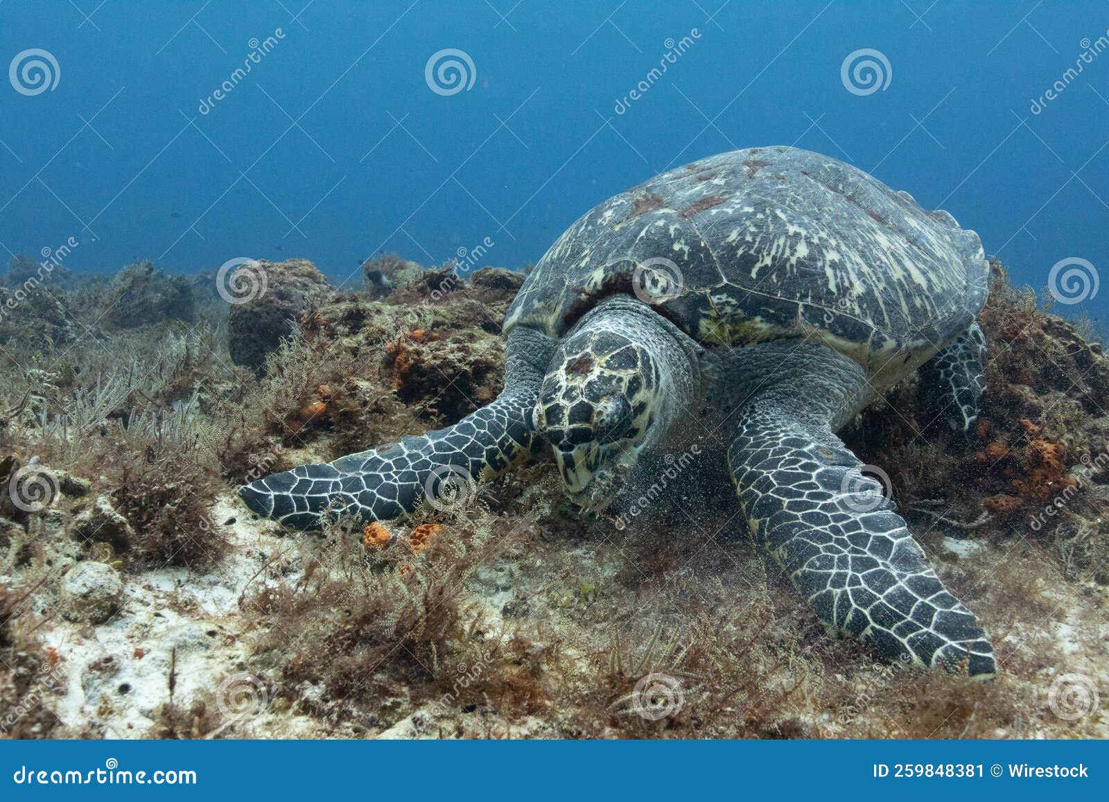 Hawksbill Sea Turtle Underwater Stock Image - Image of tropical ...