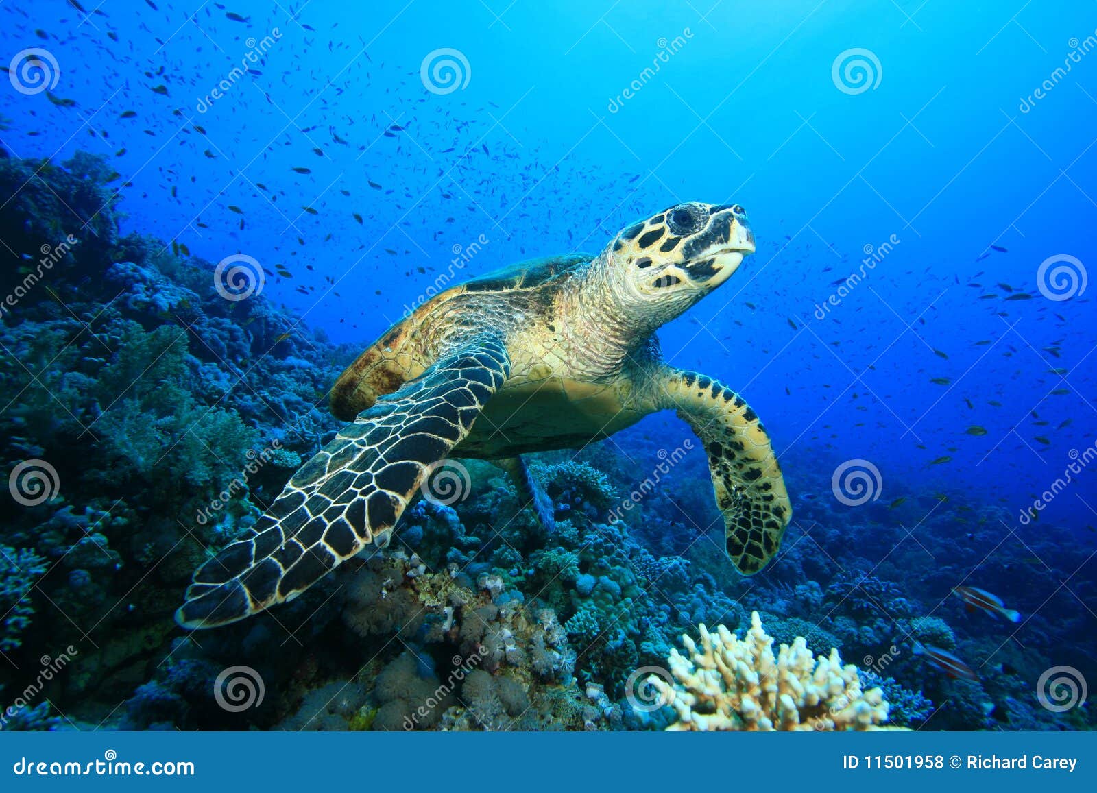 Hawksbill Turtle stock photo. Image of colourful, tropical - 11501958