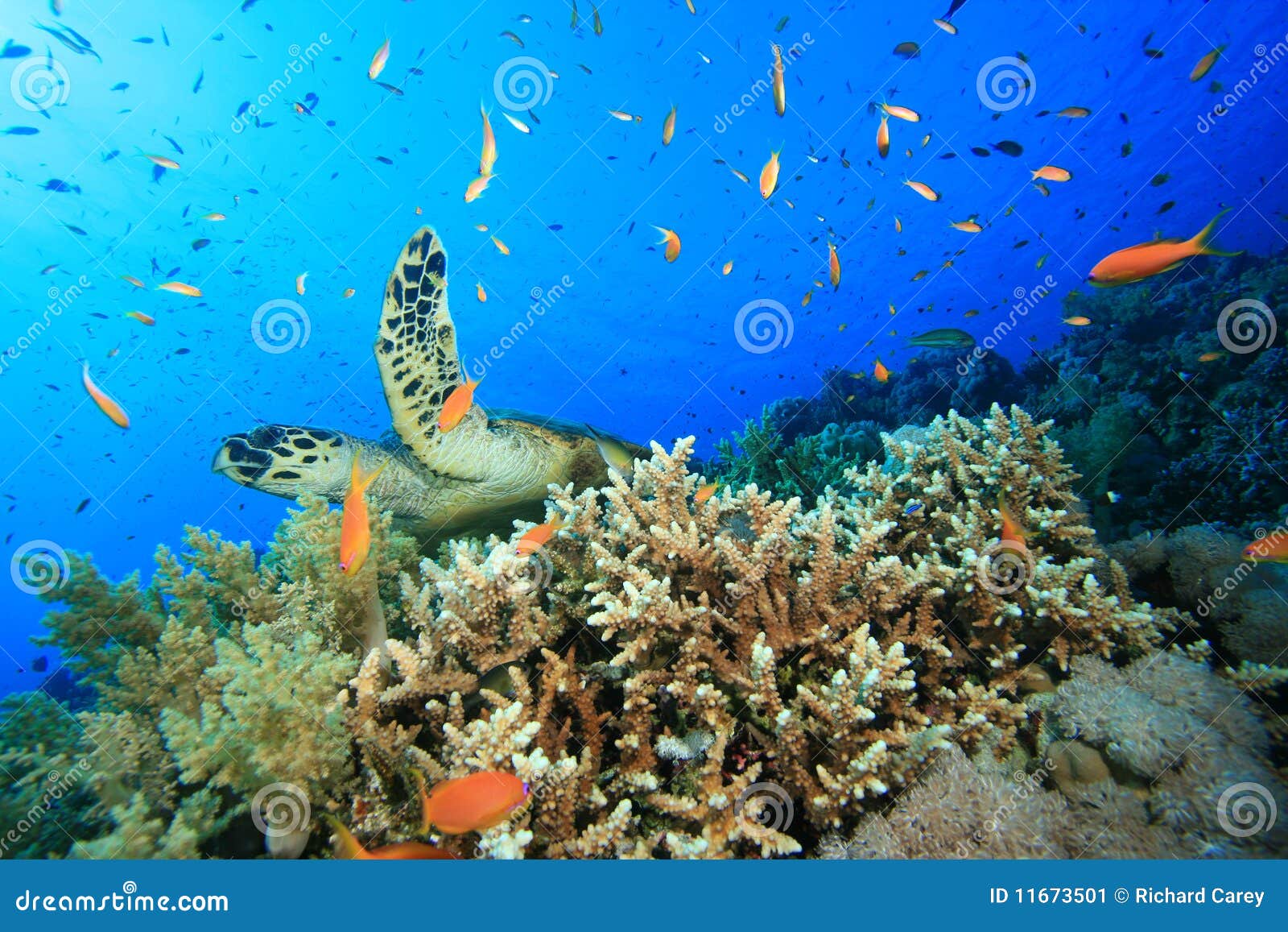 Hawksbill Turtle stock image. Image of tropical, colourful - 11673501