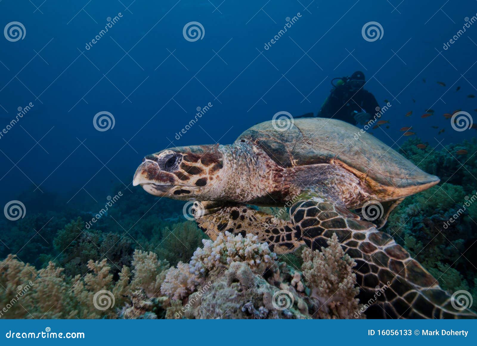 Hawksbill turtle stock image. Image of sealife, side - 16056133