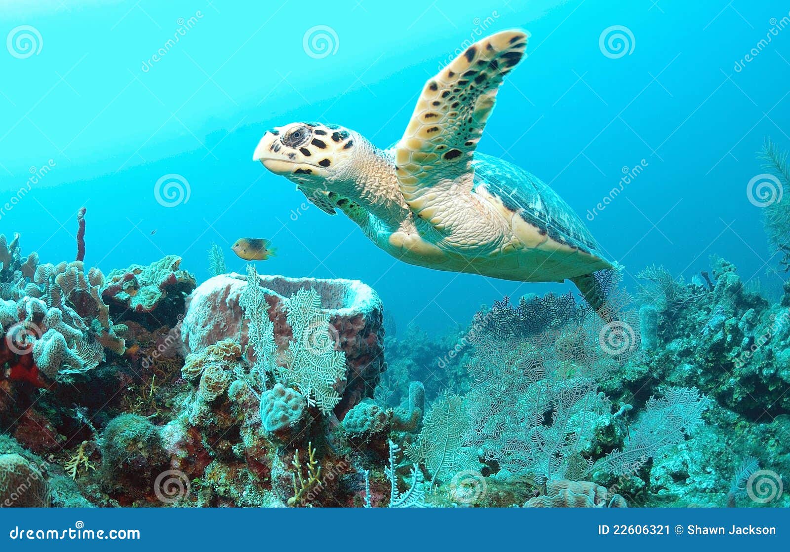 Hawksbill Turtle stock image. Image of conservation, wildlife - 22606321