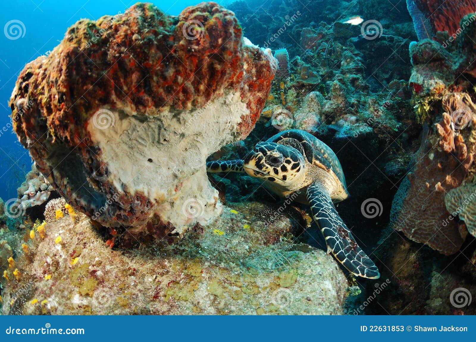 Hawksbill turtle stock image. Image of colourful, ecology - 22631853