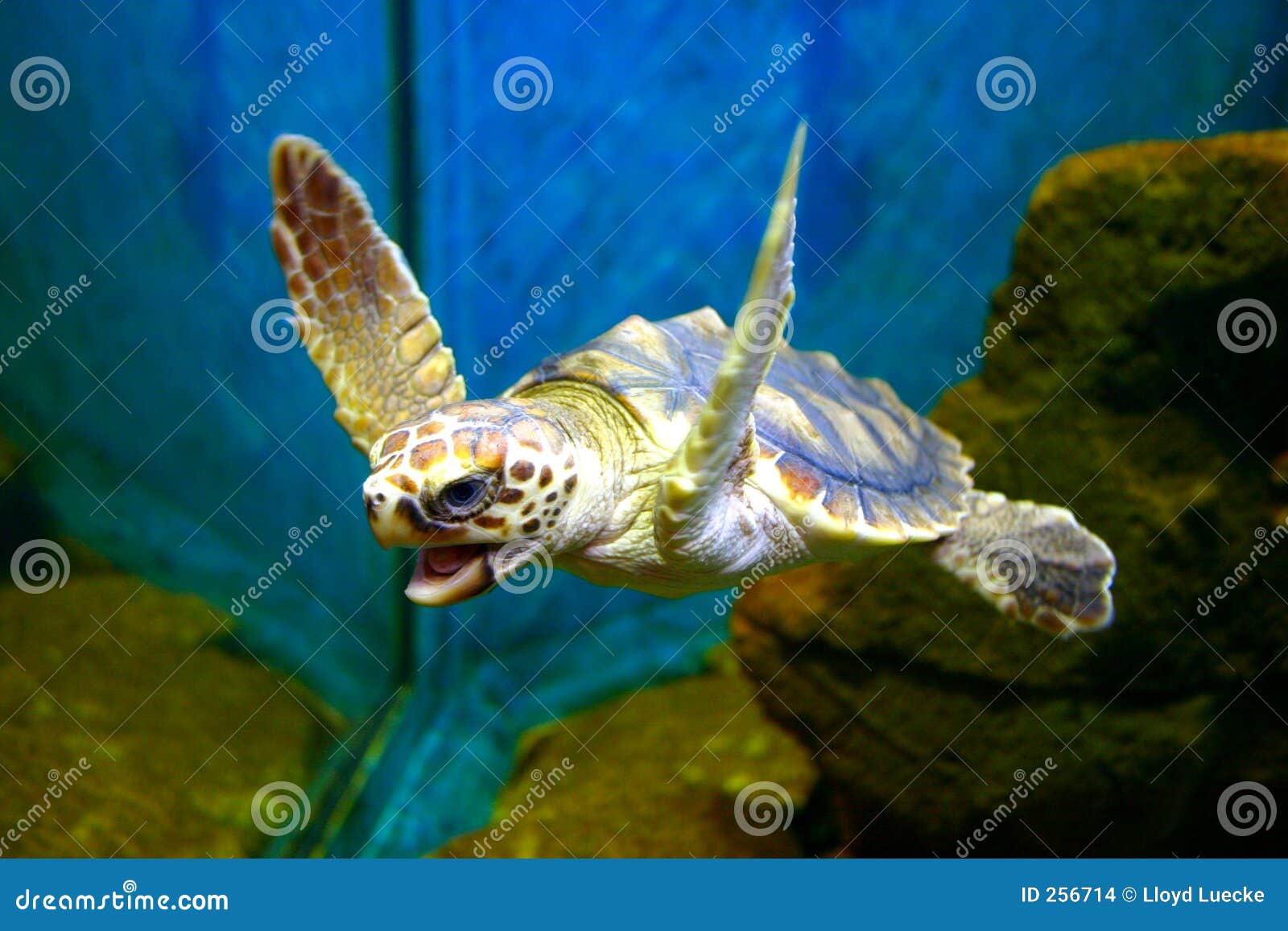 The Hawksbill Sea Turtle In Tunku Abdul Rahman Park, Kota Kinabalu ...