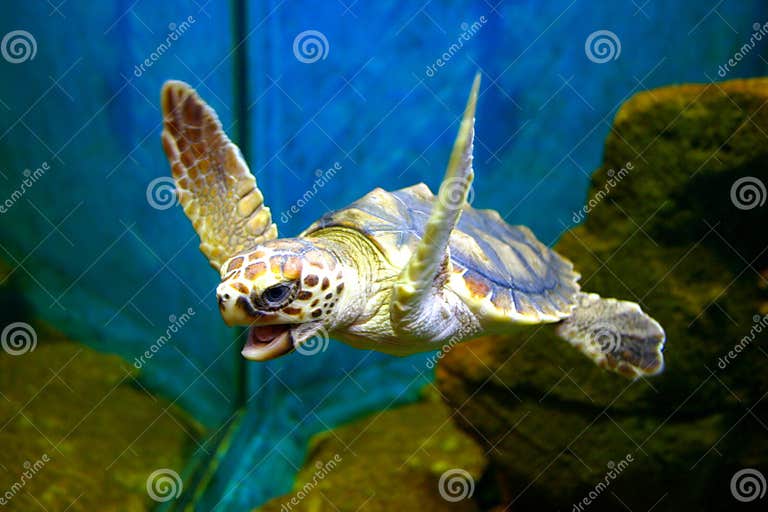 Hawksbill Turtle stock photo. Image of flipper, turtle - 256714