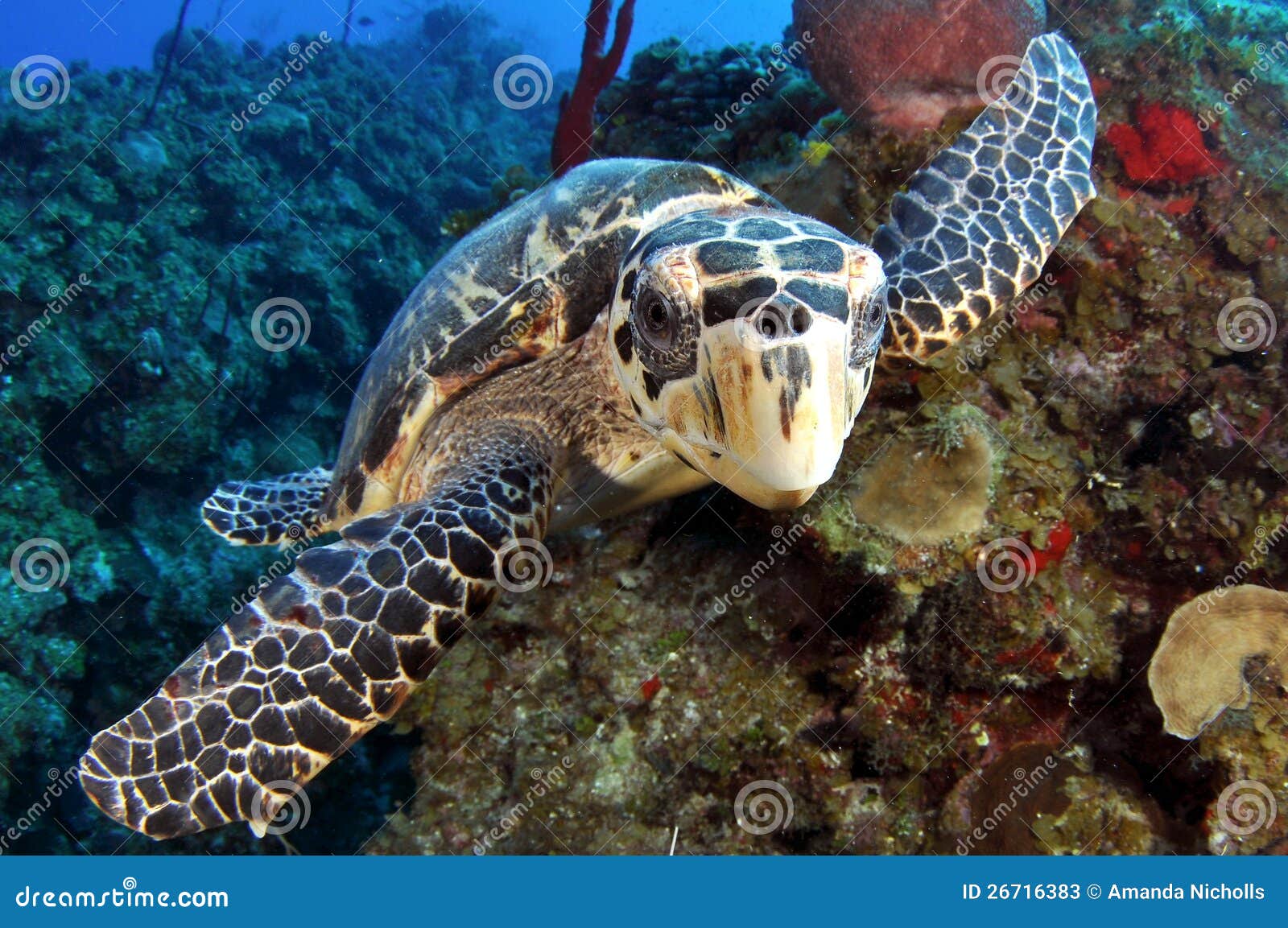Hawksbill Sea Turtle Royalty-Free Stock Image | CartoonDealer.com #12661666