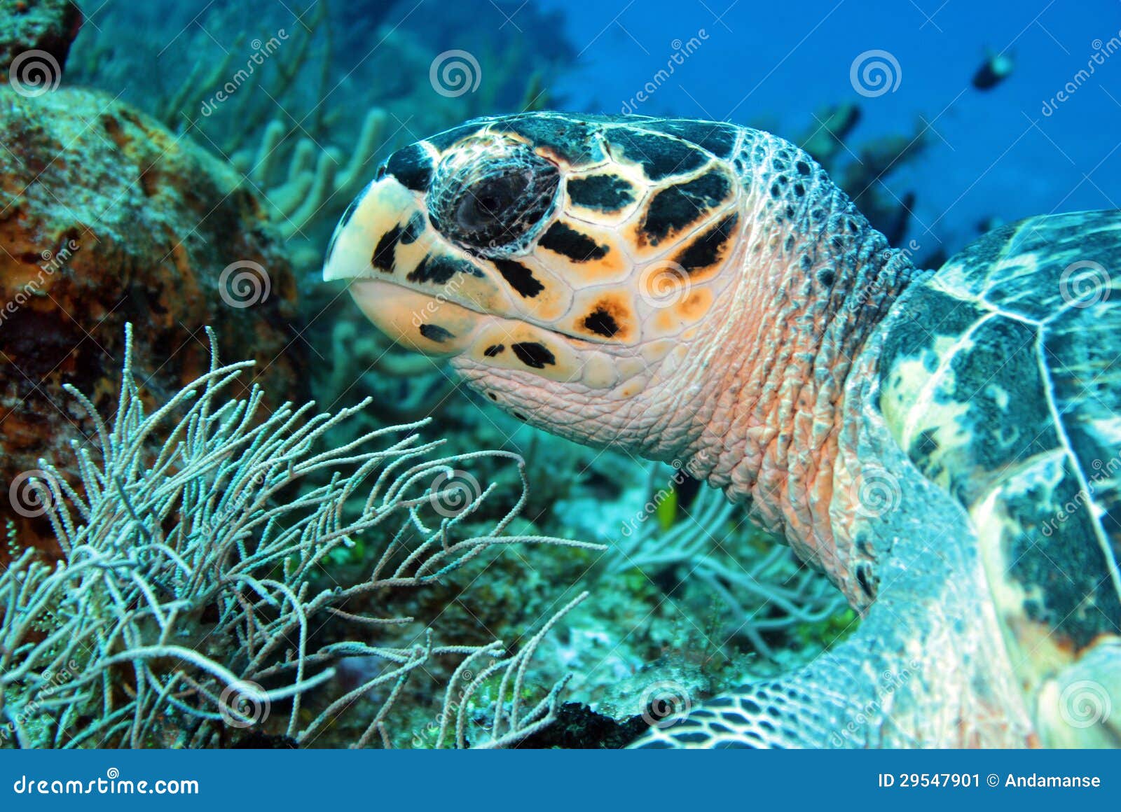 Hawksbill Turtle stock image. Image of turtle, oceanic - 29547901