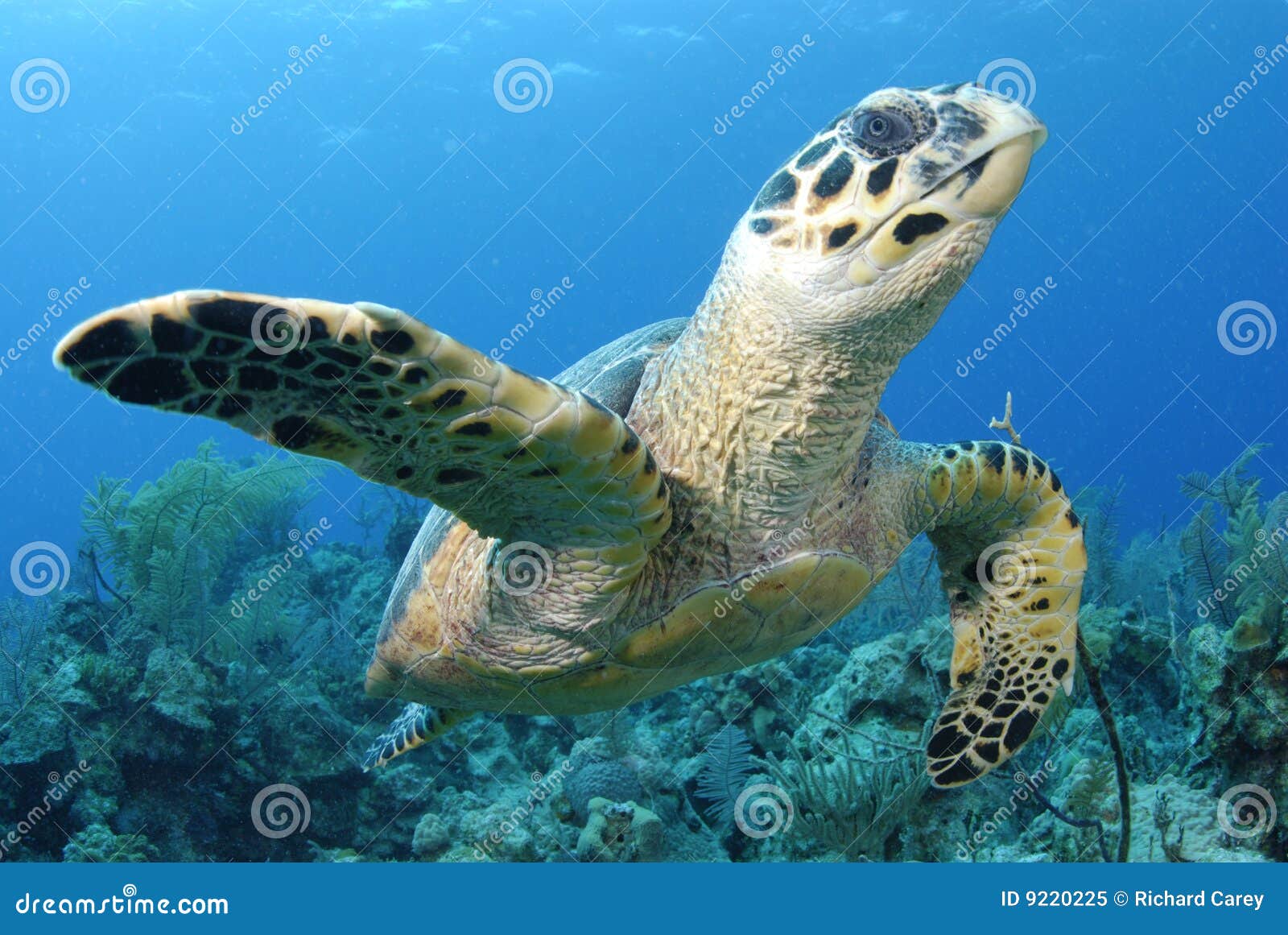 Hawksbill Turtle stock image. Image of reptile, marine - 9220225