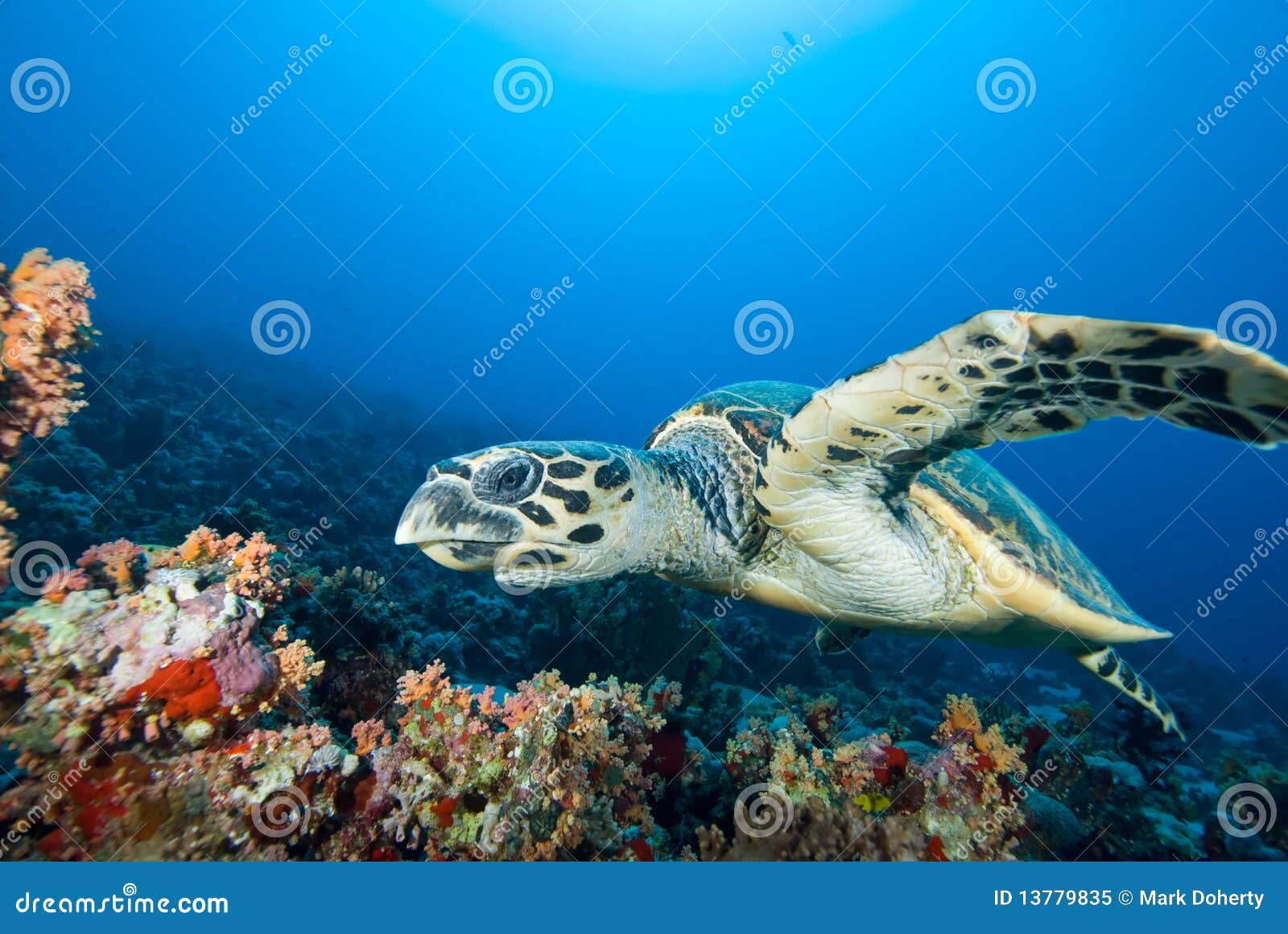 Hawksbill Turtle Above Coral Reef. Stock Image - Image of turtles ...