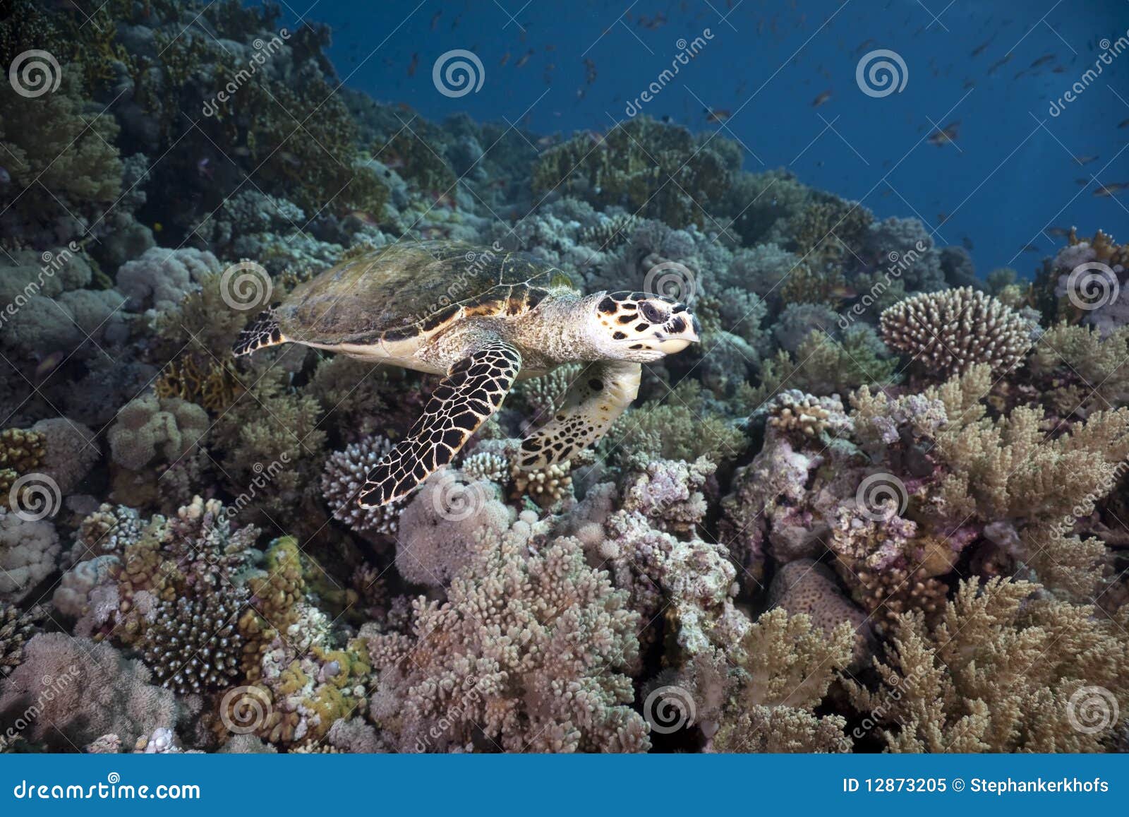 Hawksbill Turtle, Coral and Ocean Stock Image - Image of sunray, school ...