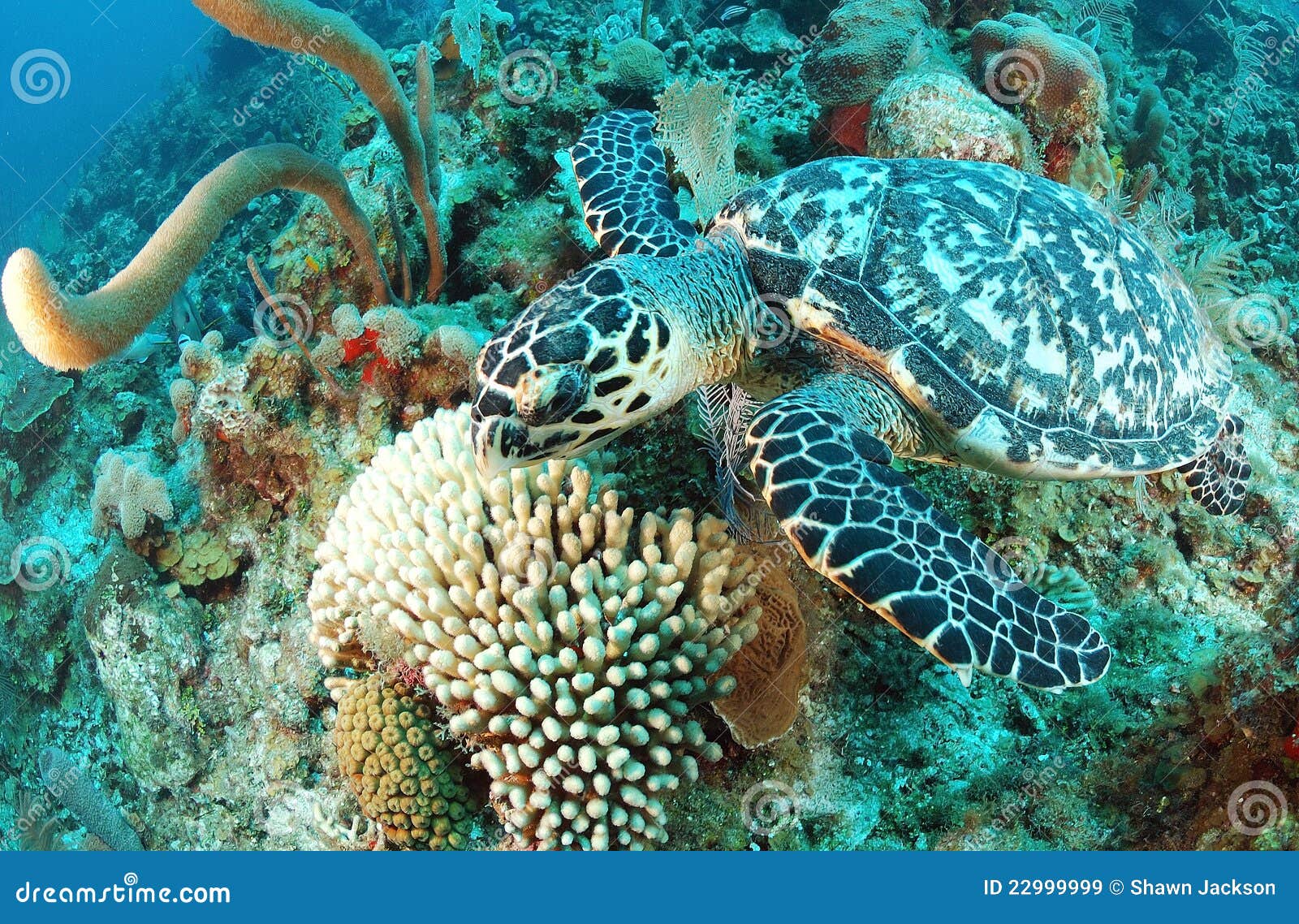 Hawksbill Sea Turtle In Fiji Royalty-Free Stock Photo | CartoonDealer ...