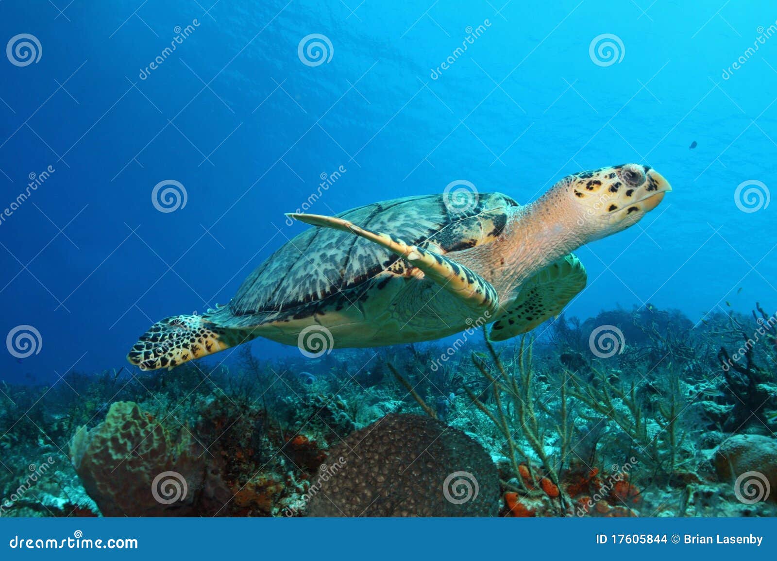 Hawksbill Turtle - Cozumel stock photo. Image of hawksbill - 17605844