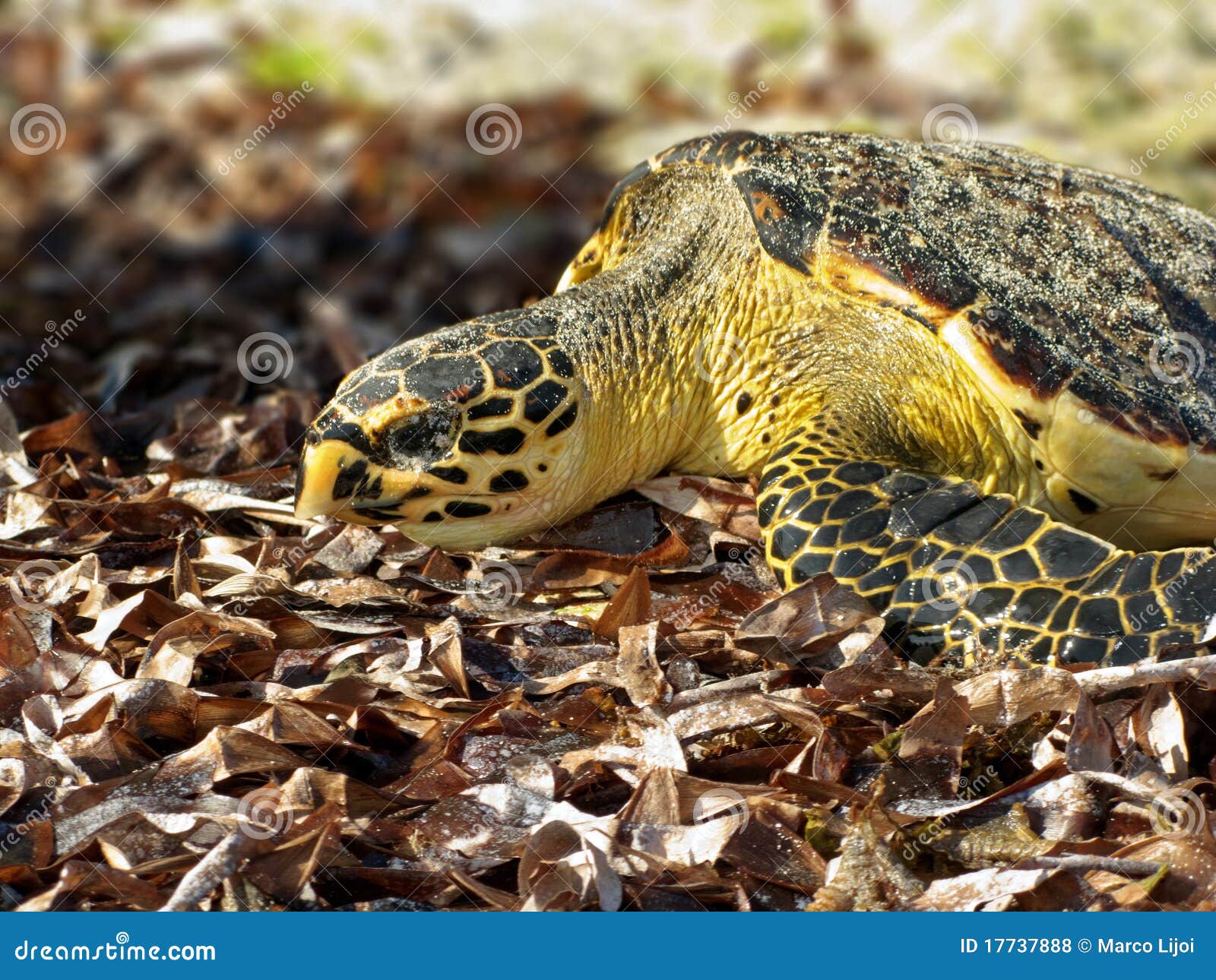 Hawksbill Turtle in Kenya stock photo. Image of protected - 17737888
