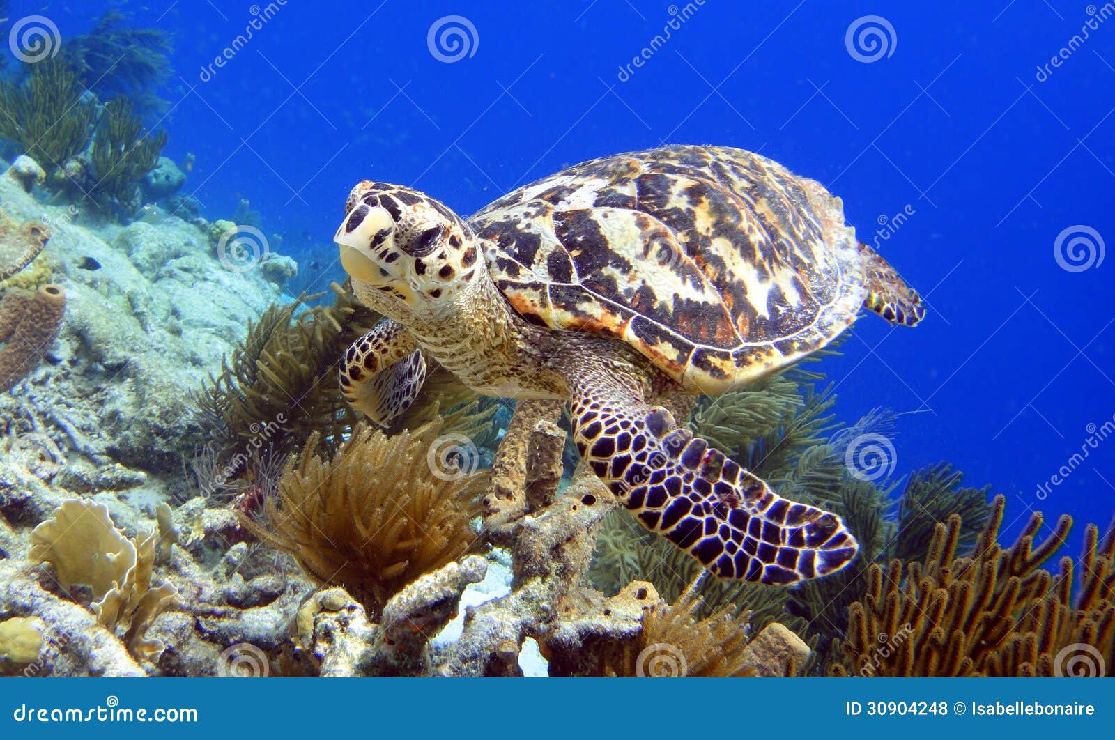 Hawksbill Turtle stock photo. Image of blue, reef, marine - 30904248