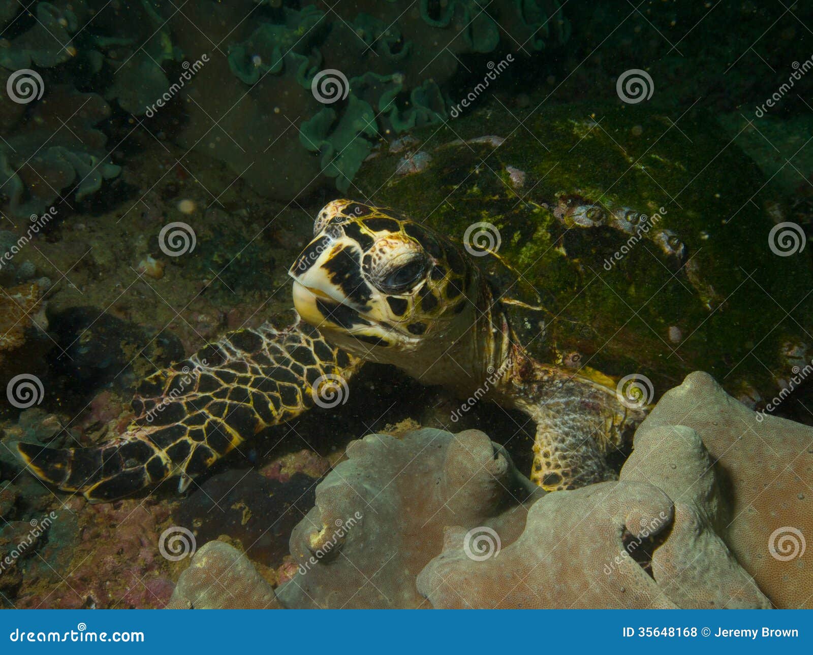 Hawksbill Turtle stock photo. Image of imbricata, shell - 35648168