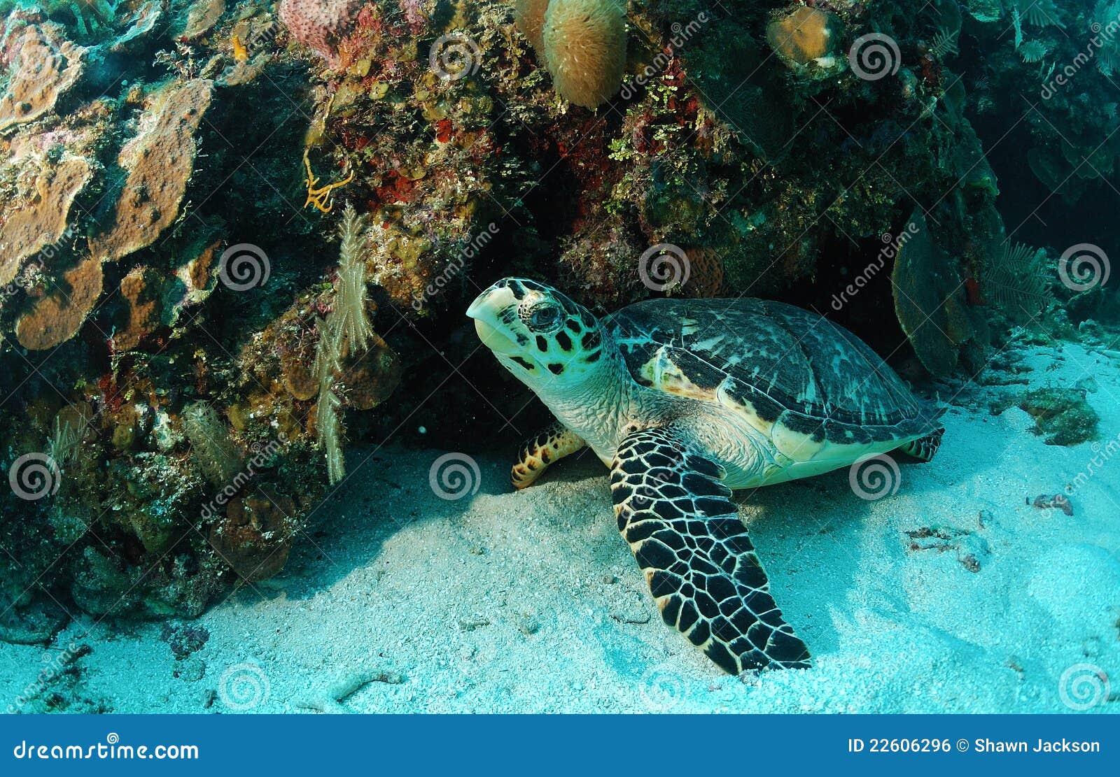 Hawksbill Turtle on Sea Bottom Stock Photo - Image of ocean, swimming ...