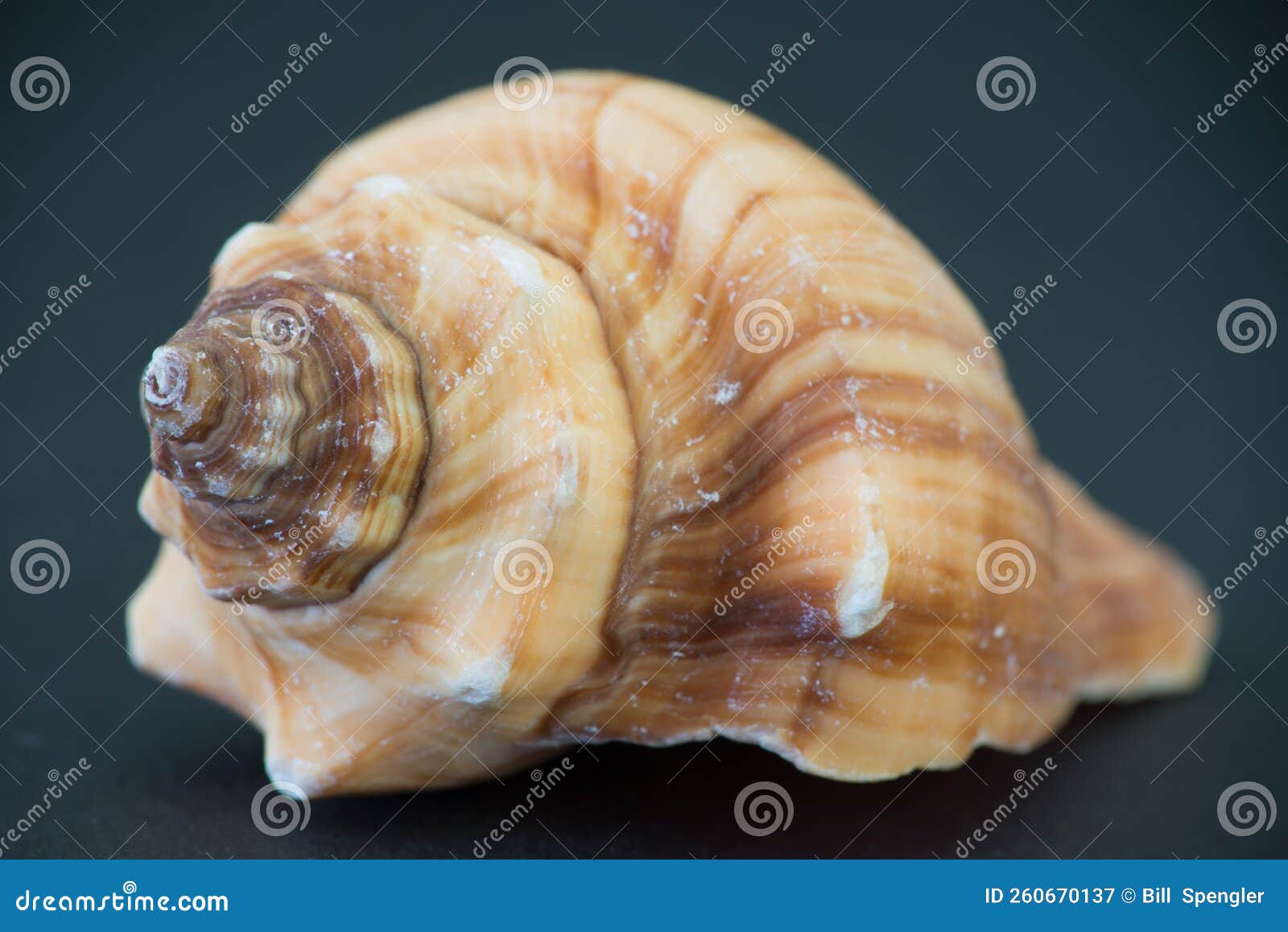 Raninus Stock Photos - Free & Royalty-Free Stock Photos from Dreamstime