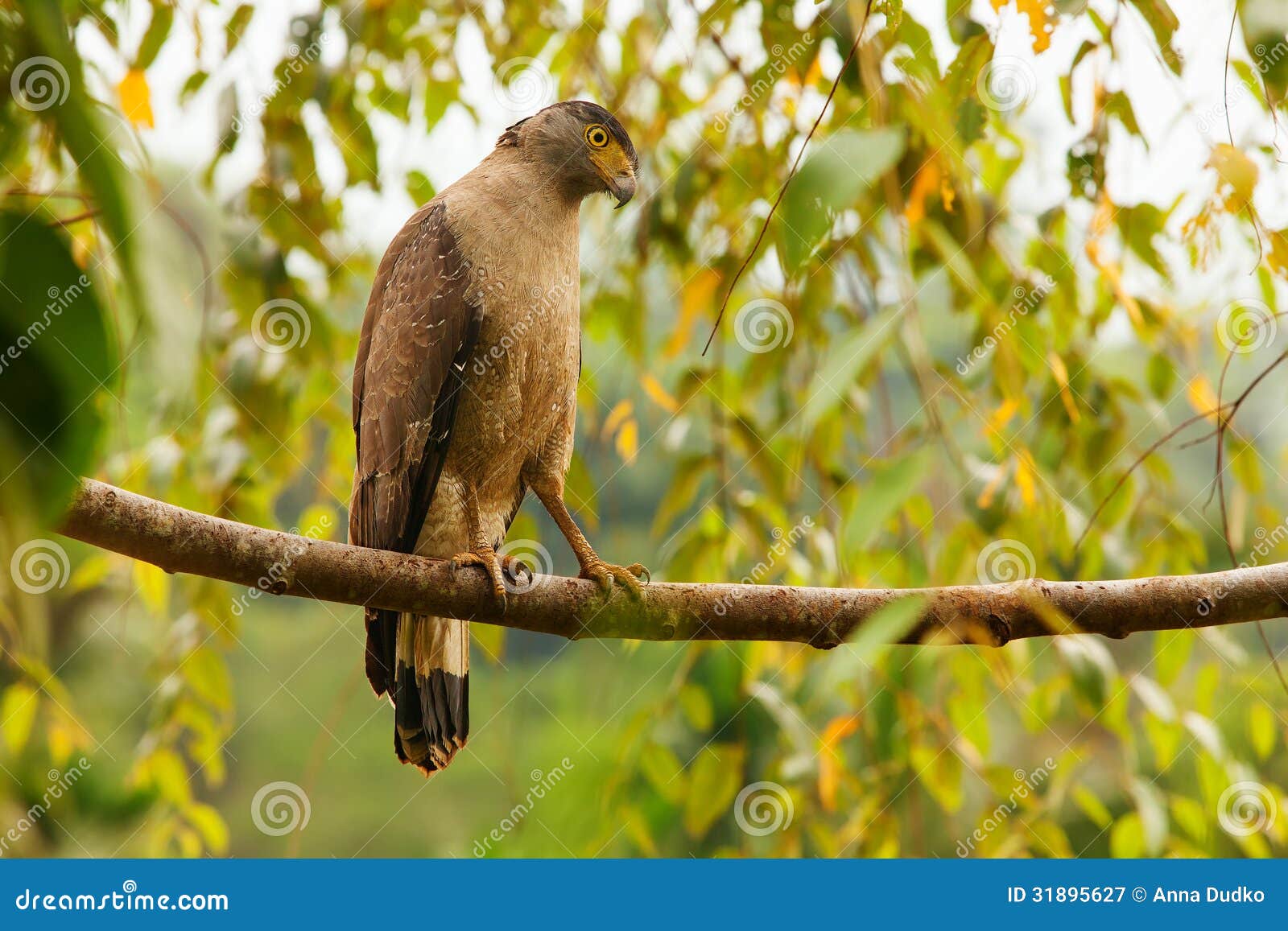 Hawlk stock image. Image of raptor, predator, bird, hunter - 31895627