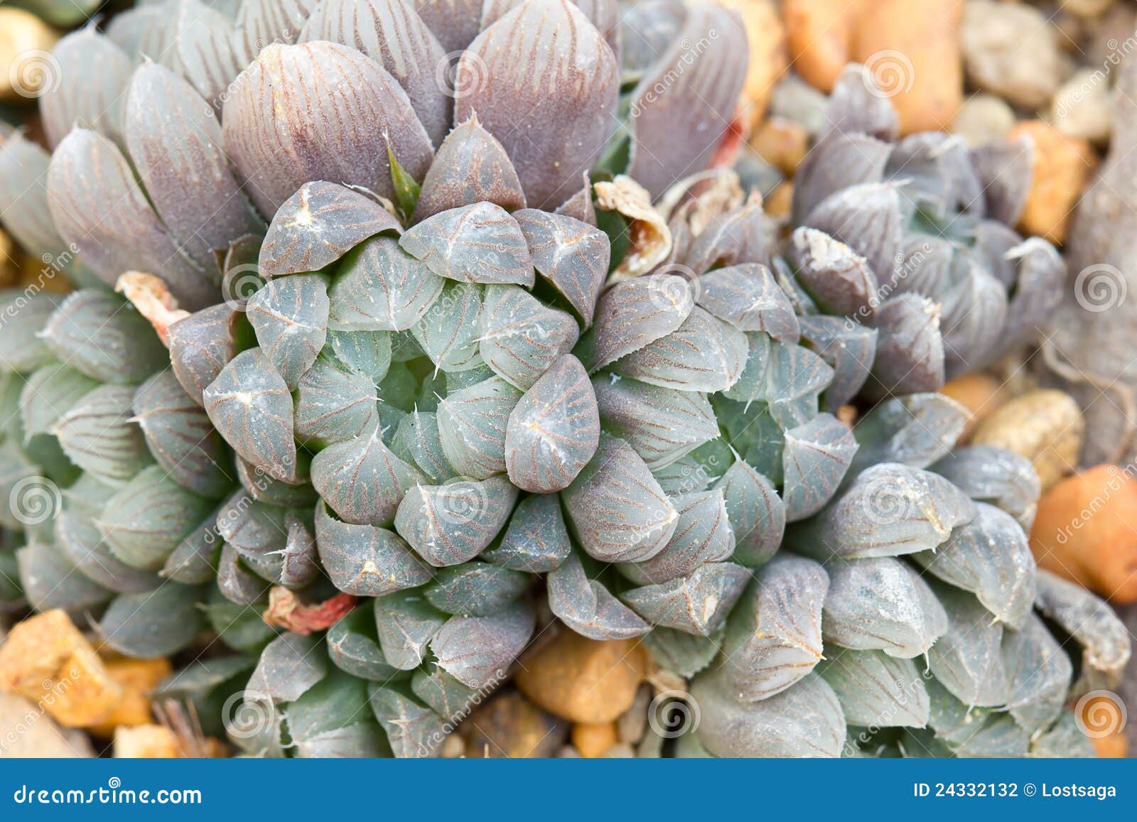 Haworthia Cooperi Baker Flower Stock Photo - Image of sand, green: 24332132