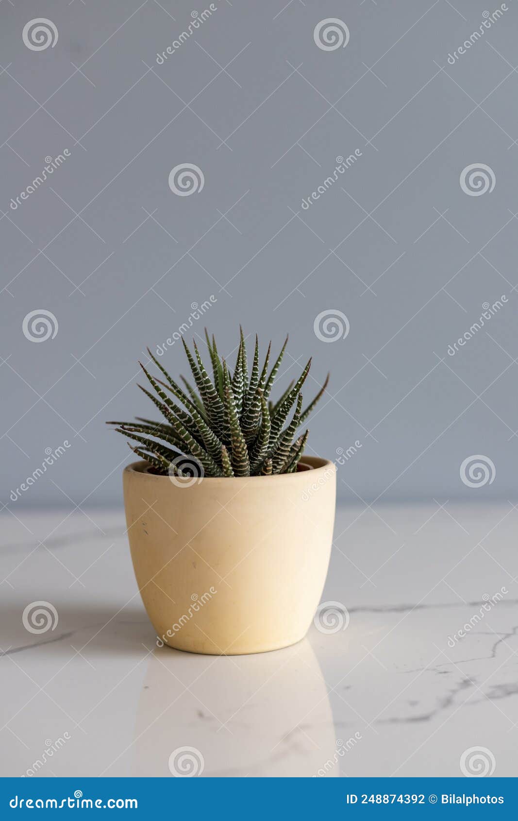 Haworthia Zebra Cactus in a Ceramic Pot Stock Photo - Image of green ...