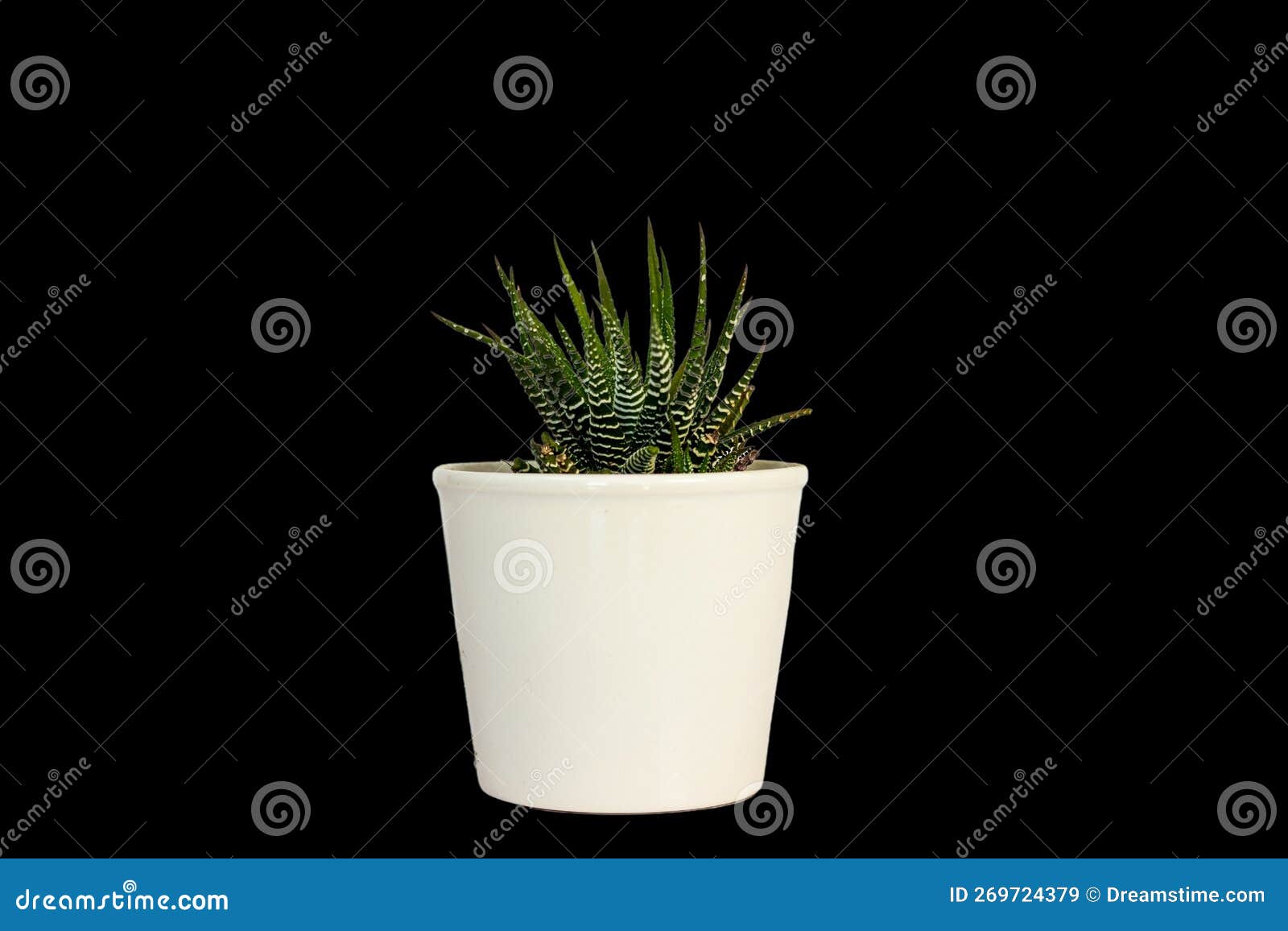 Haworthia Zebra Cactus in White Ceramic Pot Isolated on Black ...