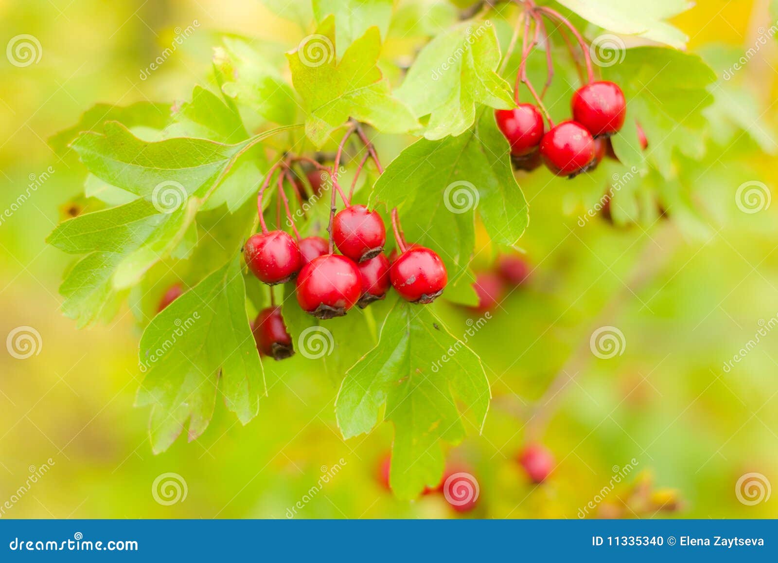 Hawthorn stock photo. Image of trees, hawthorn, autumn - 11335340