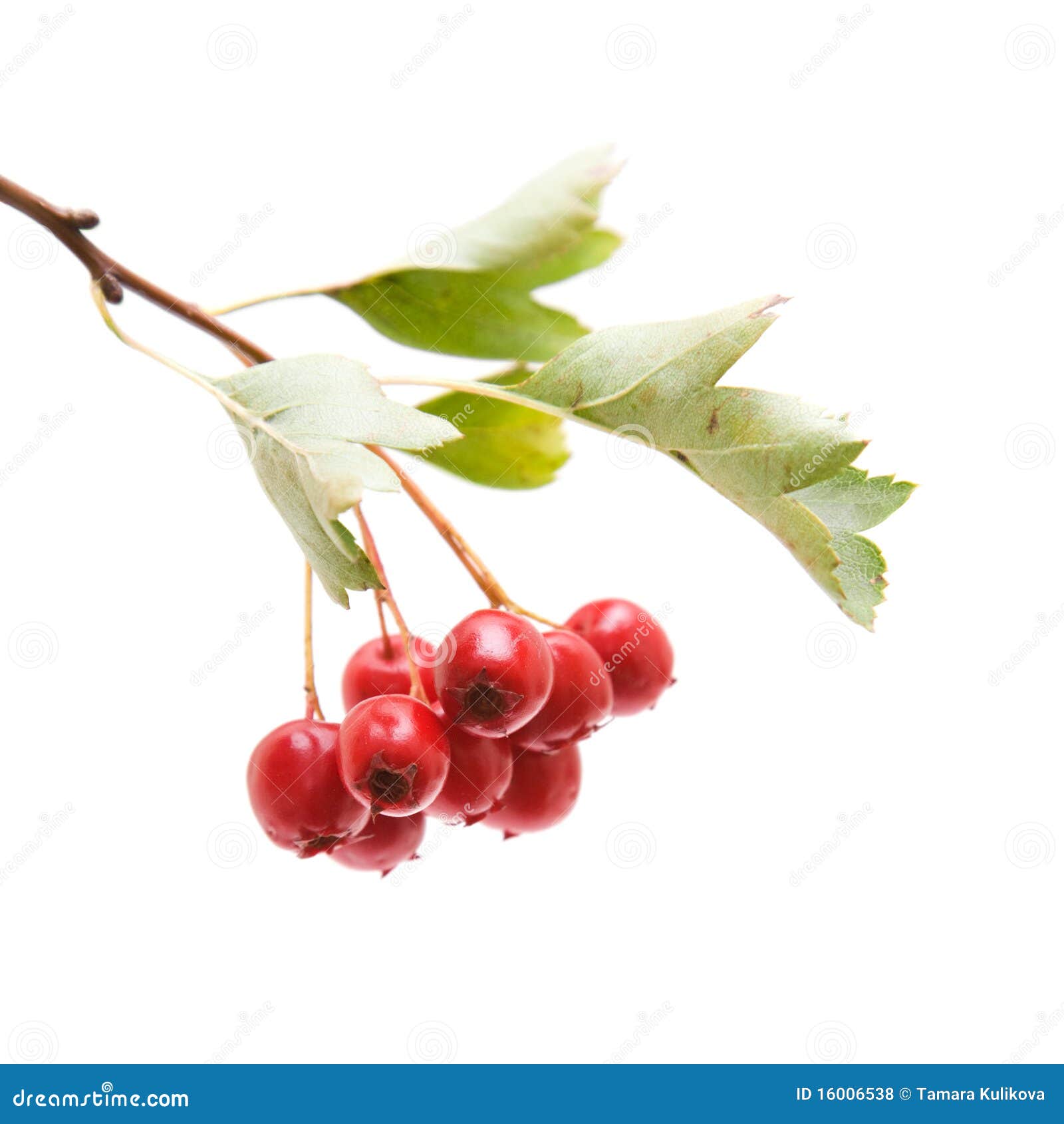 Hawthorn stock photo. Image of background, shiny, hawthorn - 16006538