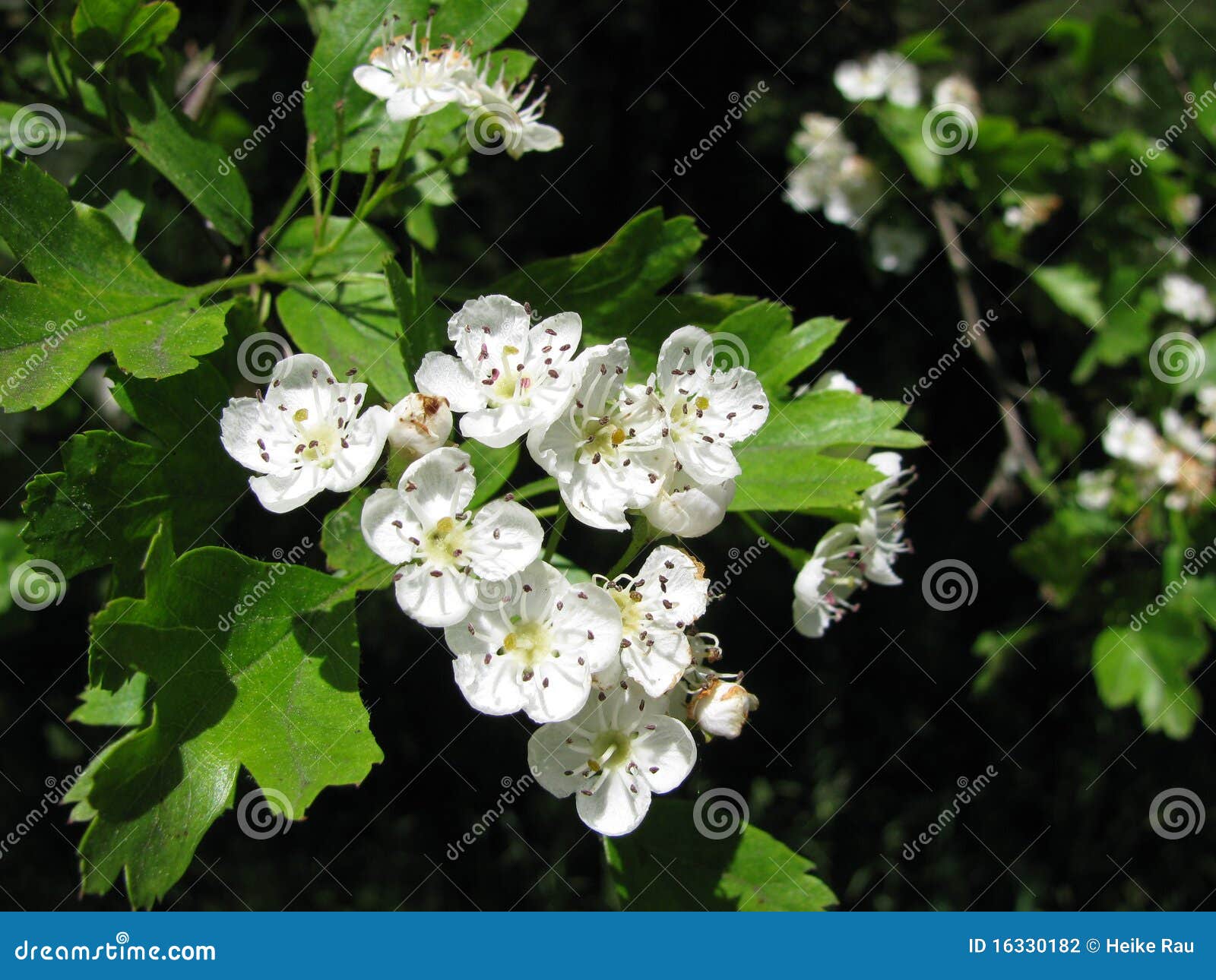 Hawthorn stock photo. Image of flower, white, natural - 16330182