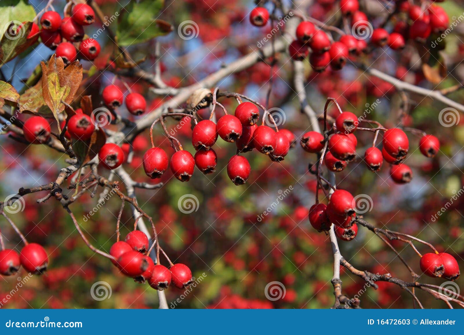 Hawthorn stock image. Image of season, color, food, backgrounds - 16472603
