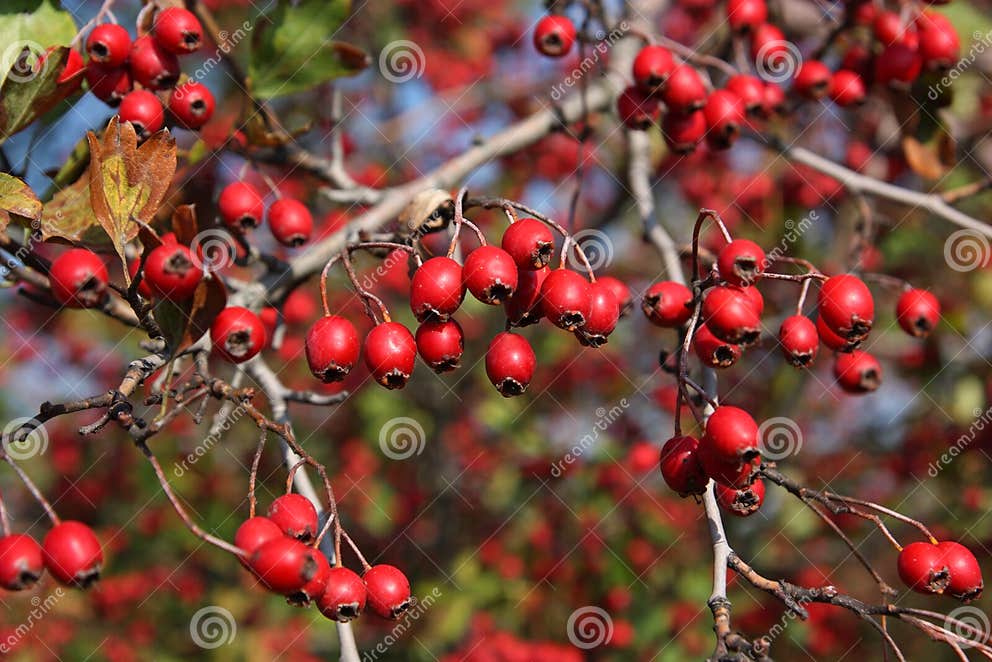 Hawthorn stock image. Image of season, color, food, backgrounds - 16472603