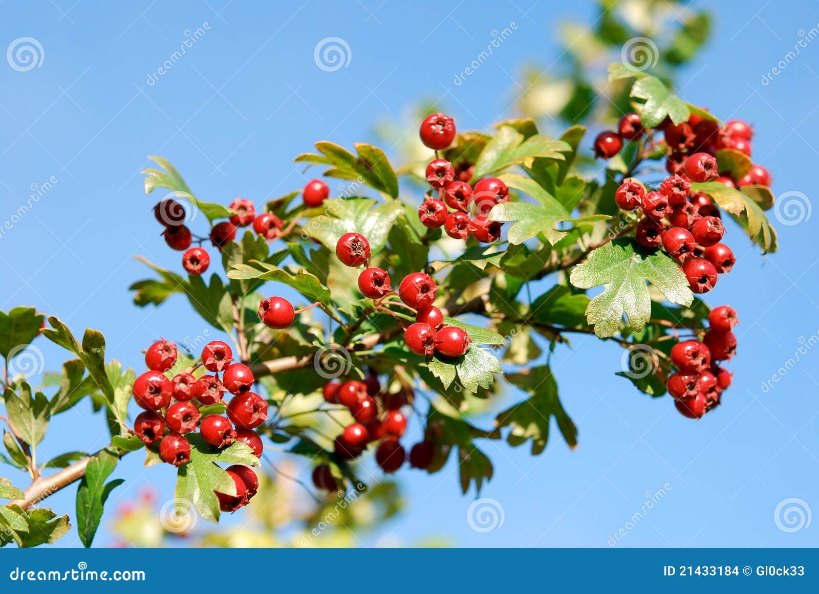 Hawthorn stock photo. Image of twig, autumn, ripe, branch - 21433184