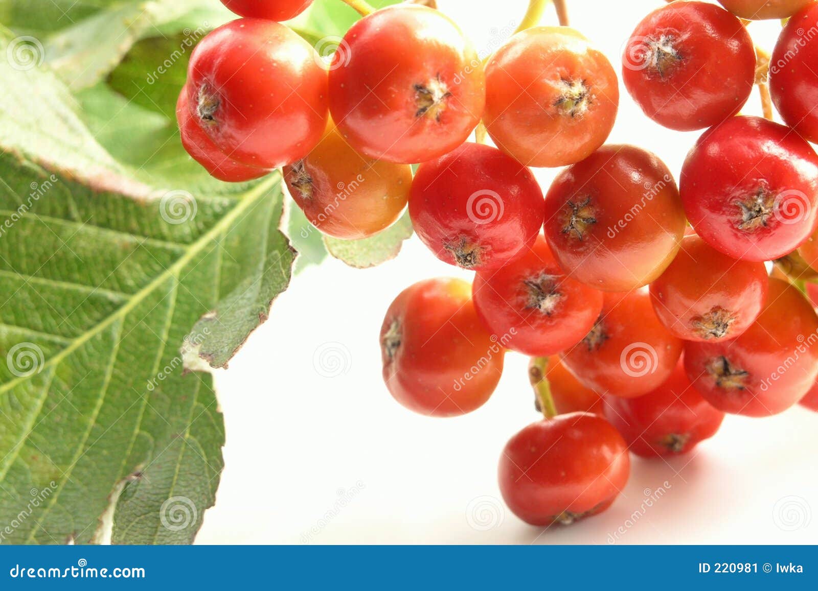 Hawthorn stock image. Image of rowan, outdoor, autumn, hawthorn - 220981