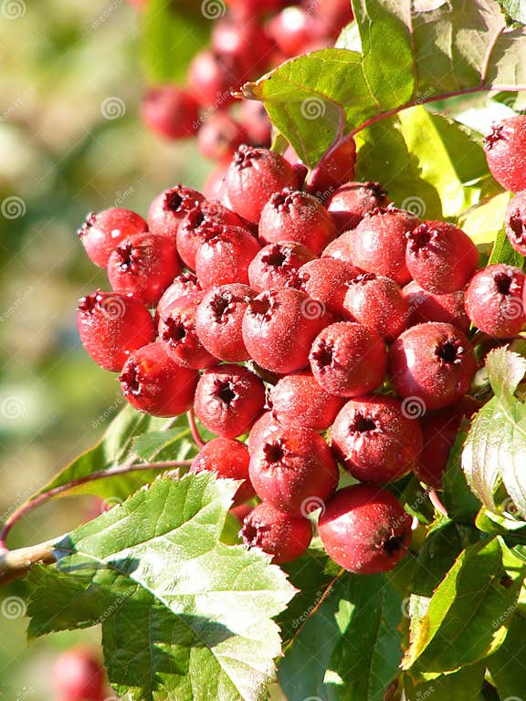 Hawthorn stock photo. Image of nature, park, flower, berries - 280920