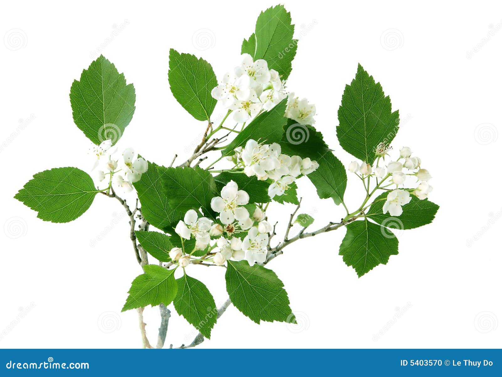 Hawthorn stock photo. Image of natural, leaf, spring, seasonal - 5403570