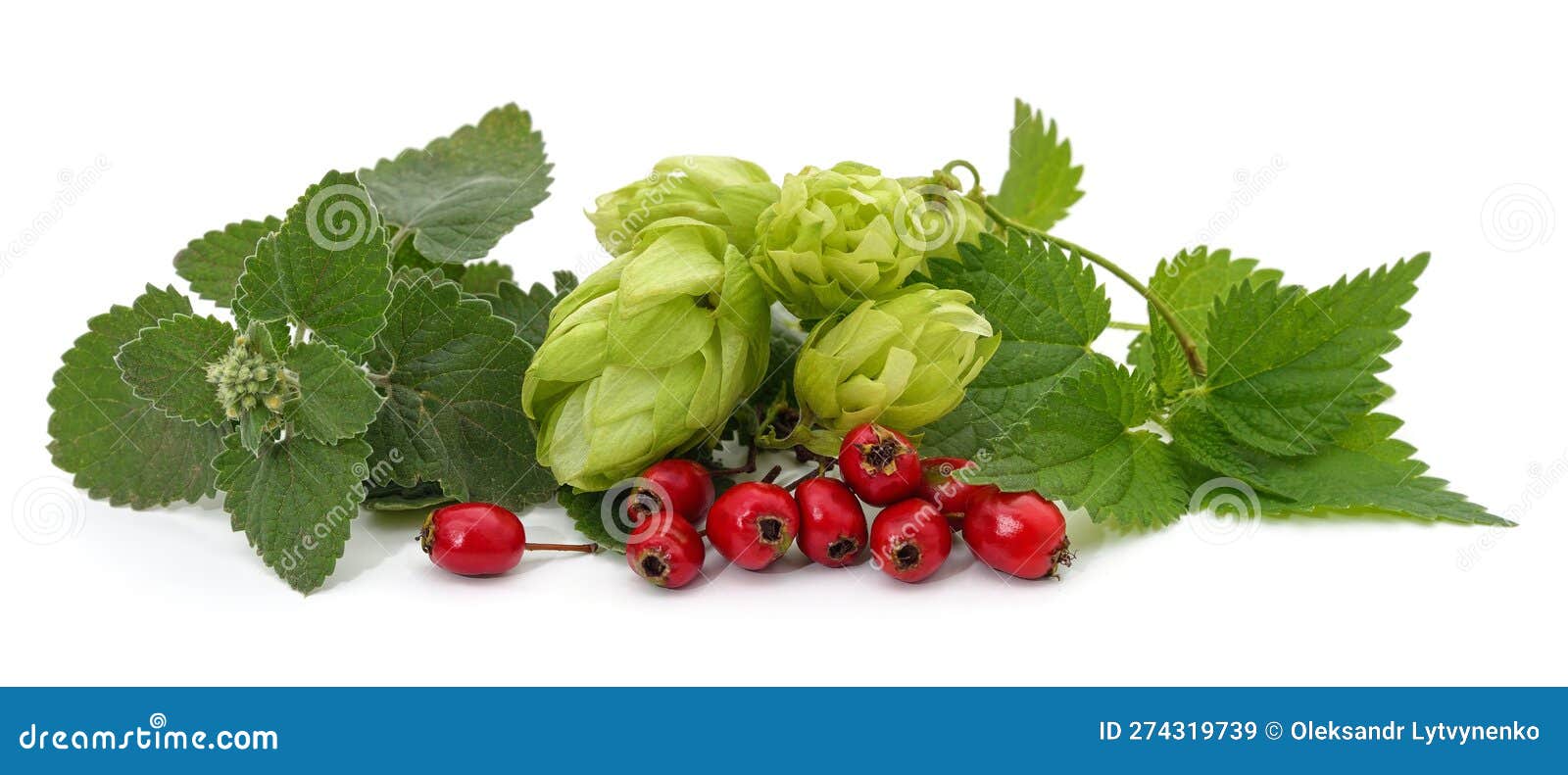 Hawthorn Berries, Hops, Nettle Leaves Stock Image - Image of ...